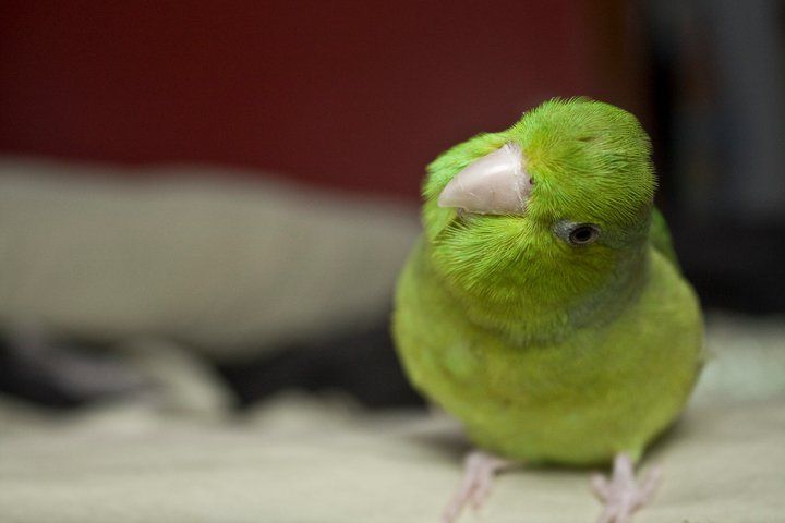 Honeybee, my Parrotlet. :) [PIC] | Scrolller
