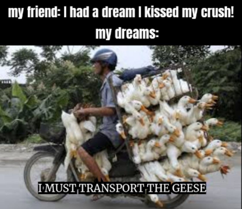 Honk honk | Scrolller