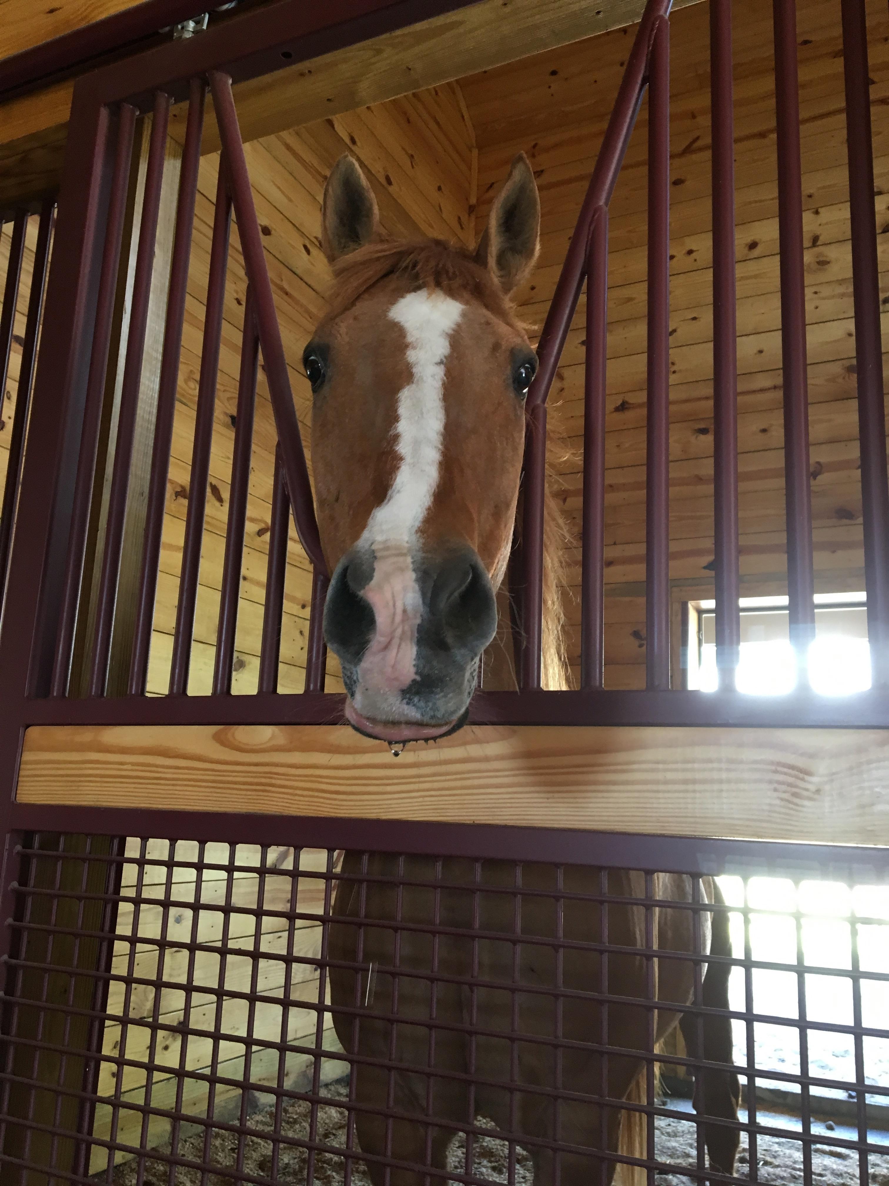 Horse blup | Scrolller