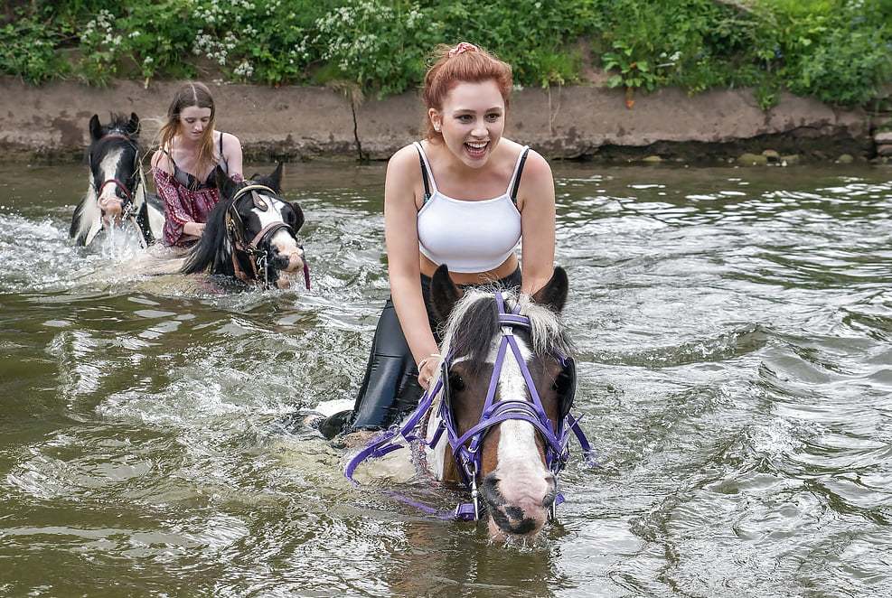 Horse swimming | Scrolller