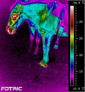 Horses with Equine Infrared. By a Fotric 225 thermal imaging camera | Scrolller