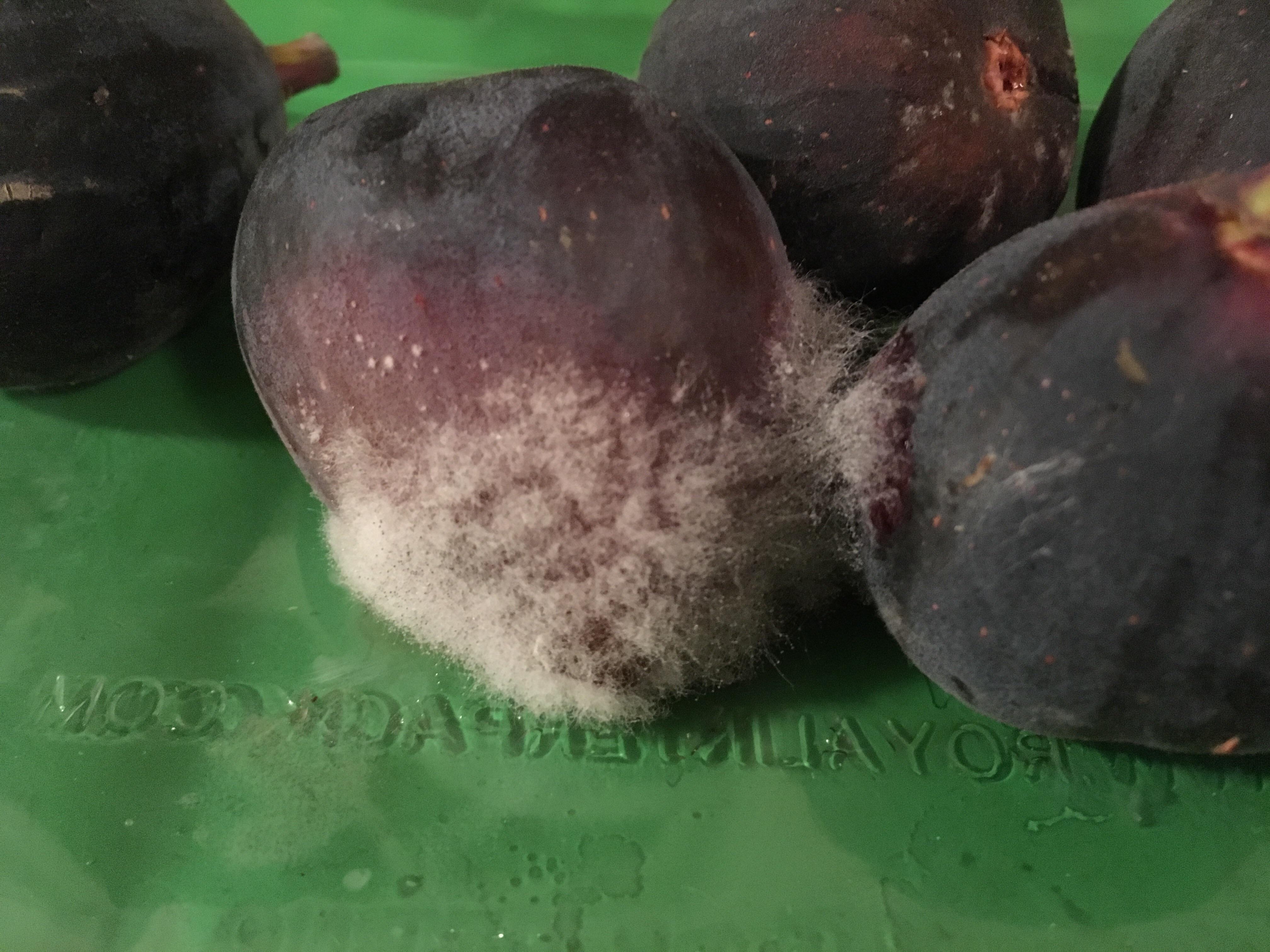 Hot days, moldy figs | Scrolller