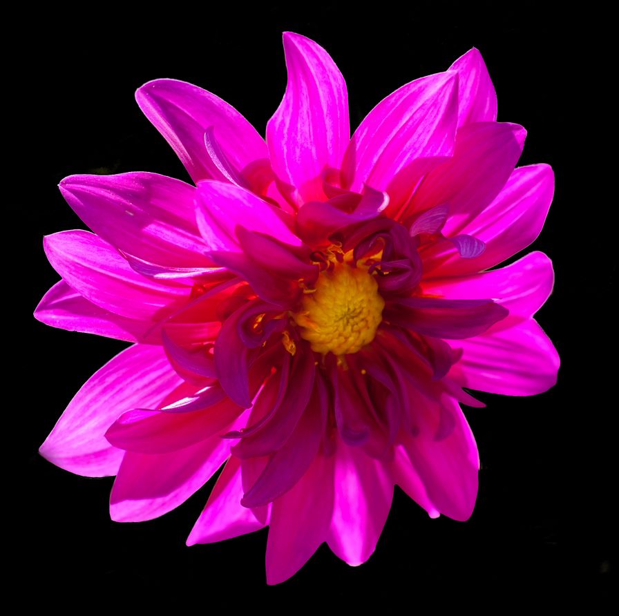 Hot pink flower | Scrolller
