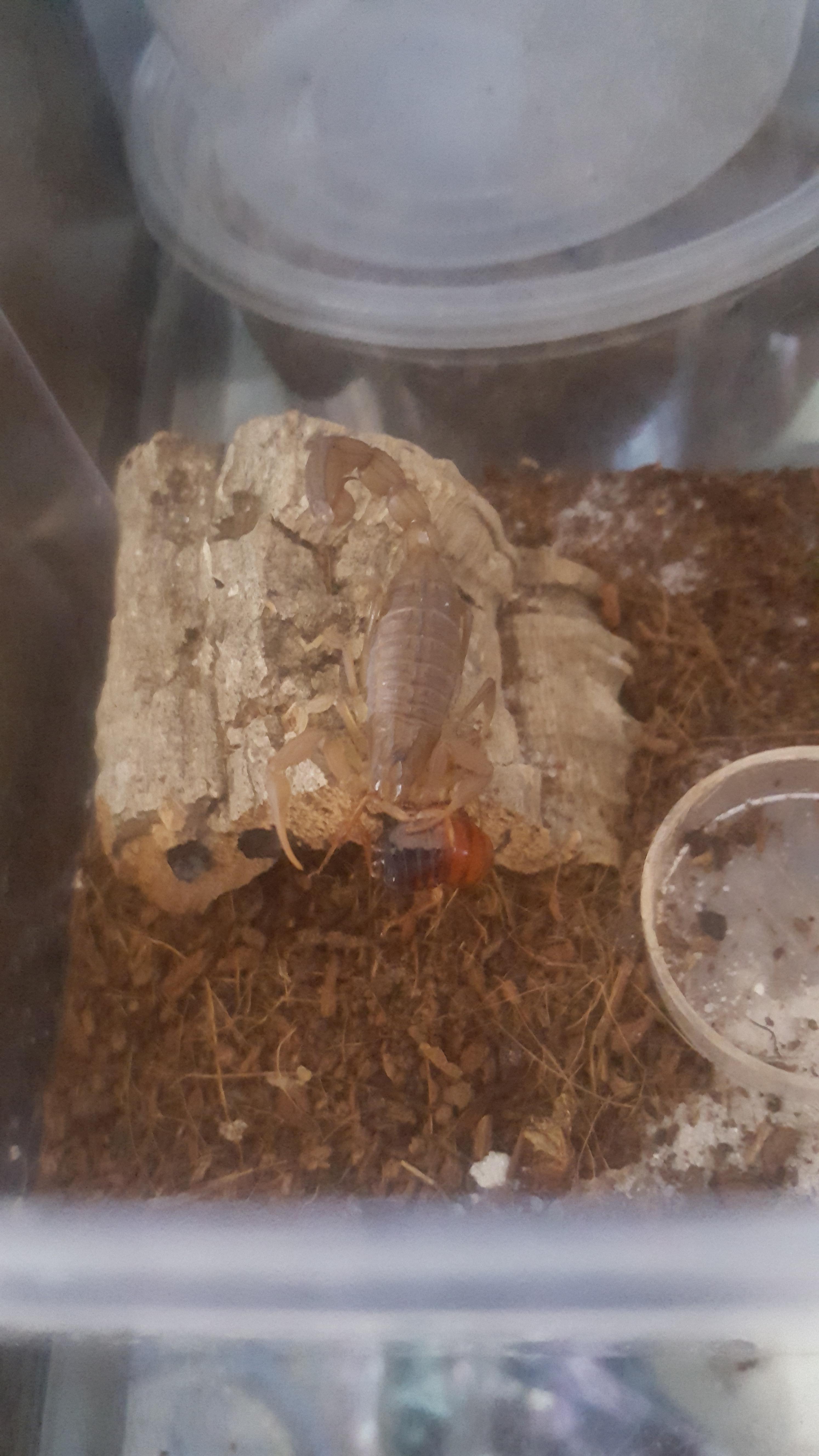 hottentotta hottentotta feeding | Scrolller