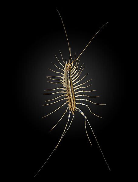 House Centipede | Scrolller