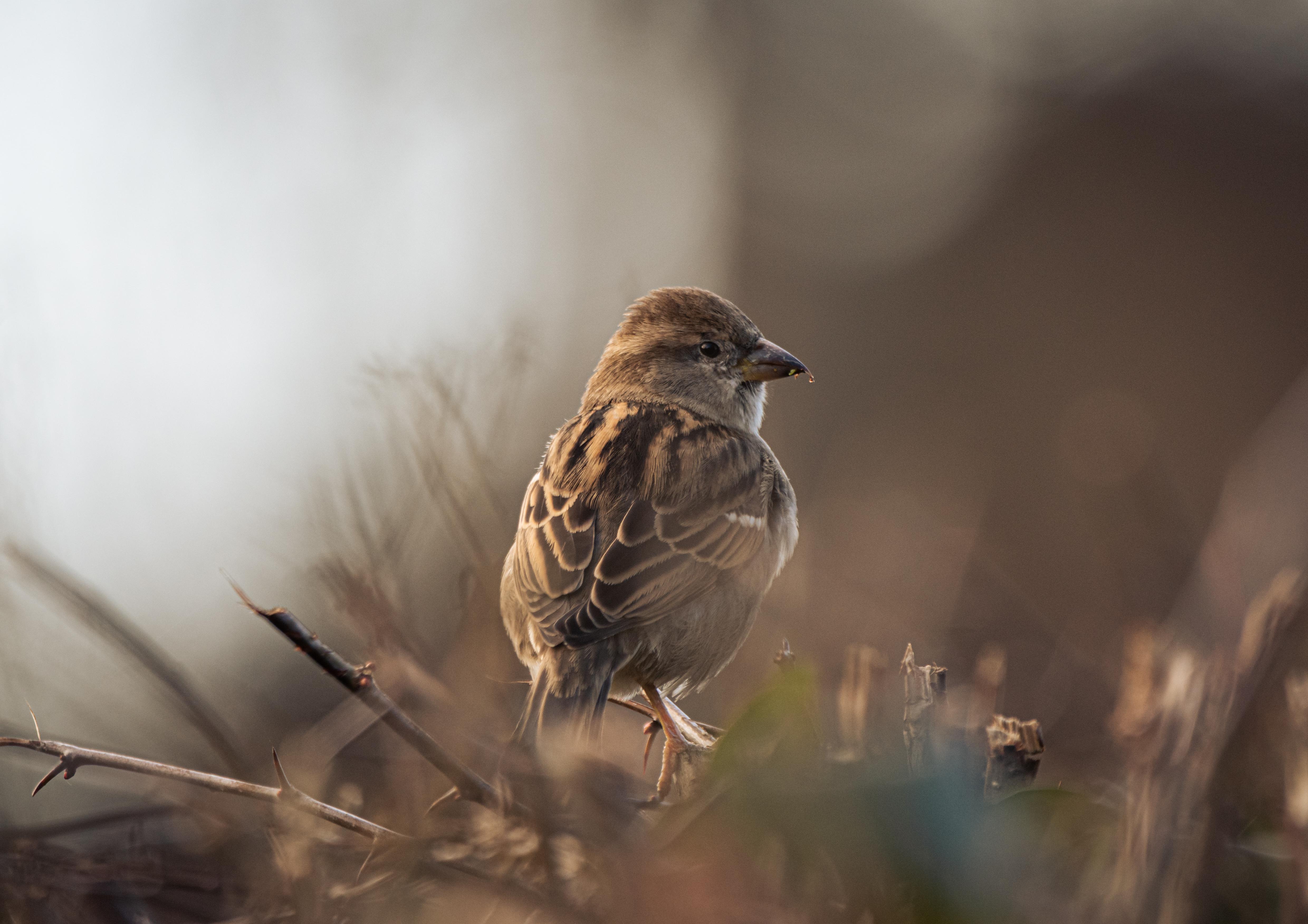 House sparrow 1/250 sec. f/6.3 550 mm iso500 | Scrolller