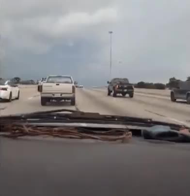 Houston Motorists Band Together to Rescue Runaway Horse on the highway | Scrolller