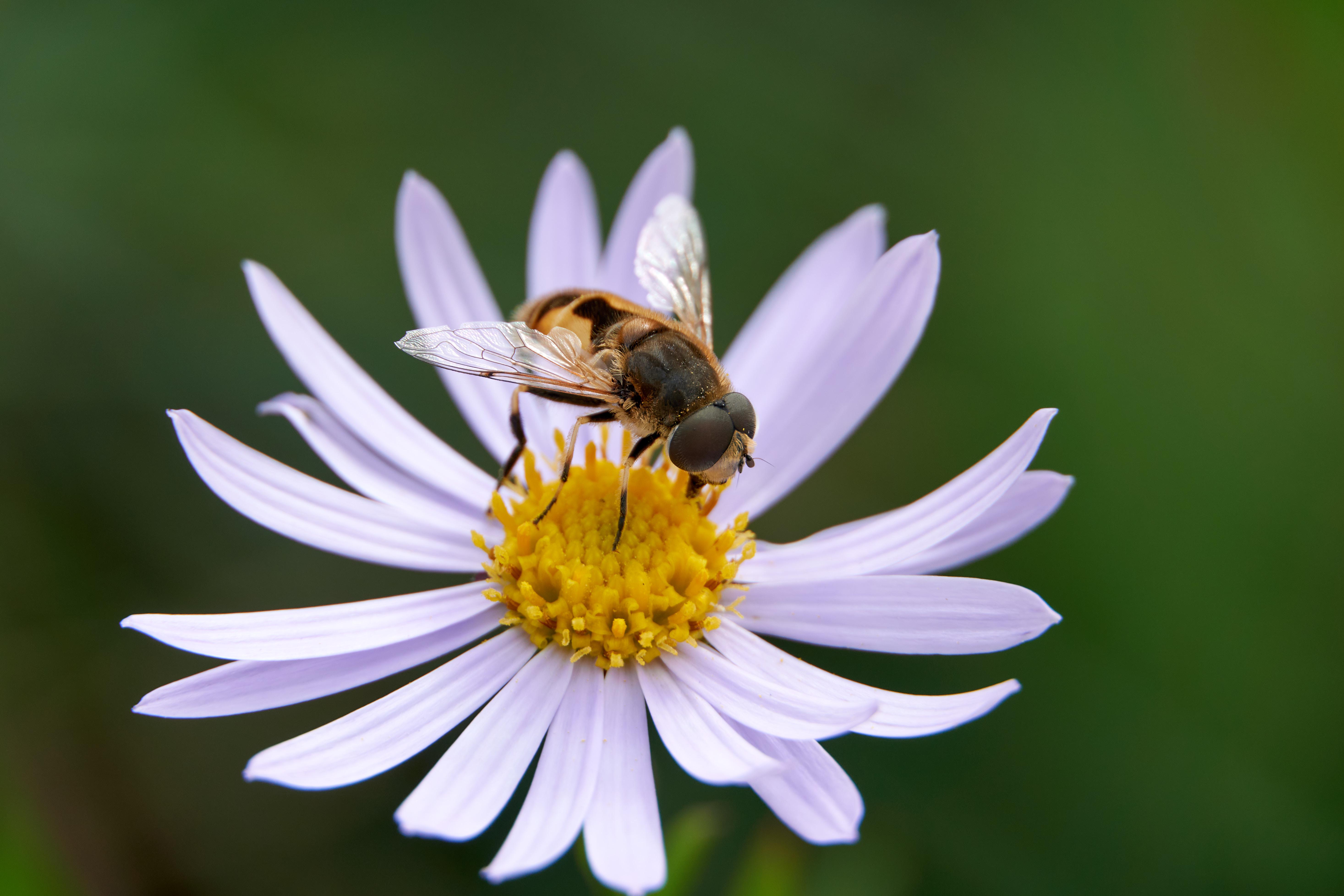 Hoverfly [OC] | Scrolller