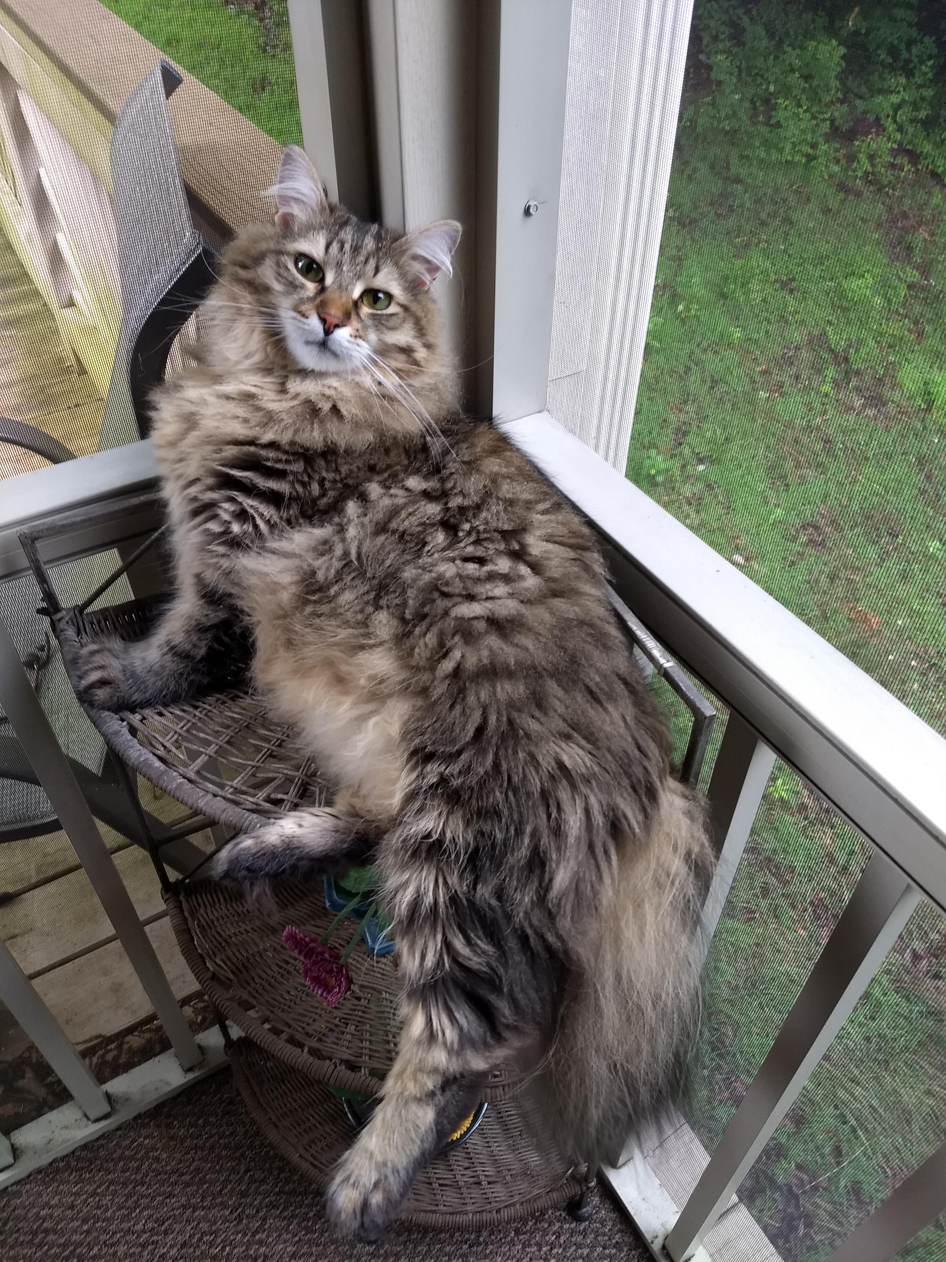 How can you look both regal and derpy? | Scrolller