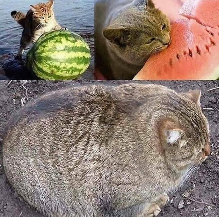 How chonks are made | Scrolller