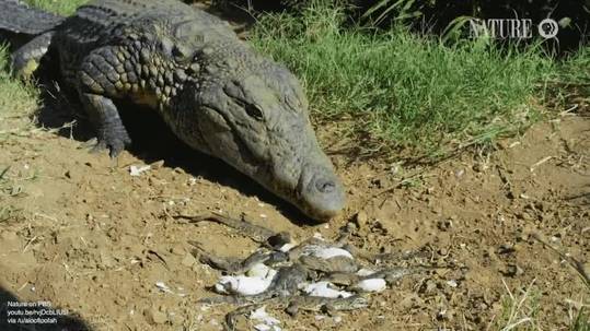 How crocodiles carry their young | Scrolller