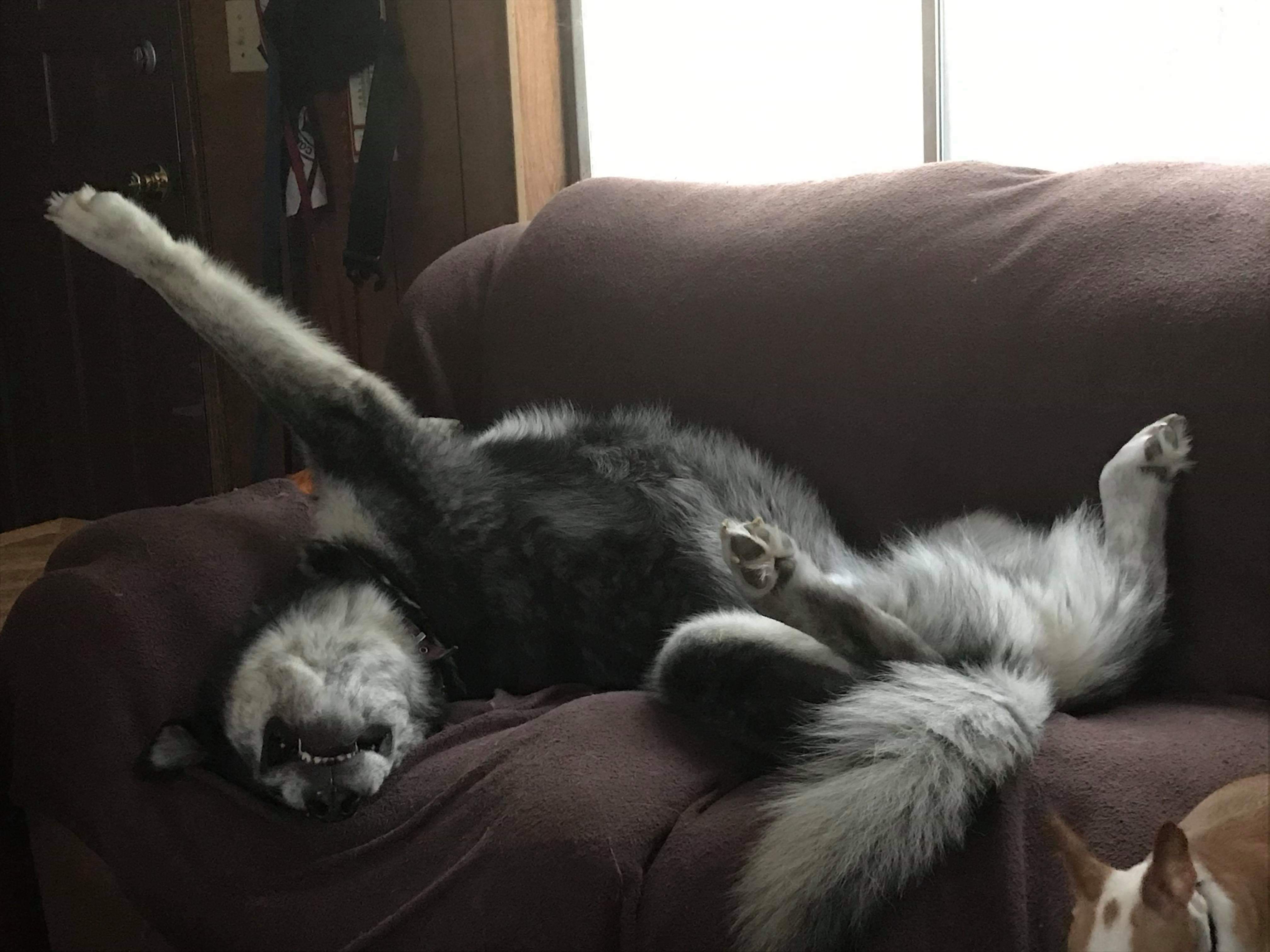 How my boy likes to sleep. | Scrolller