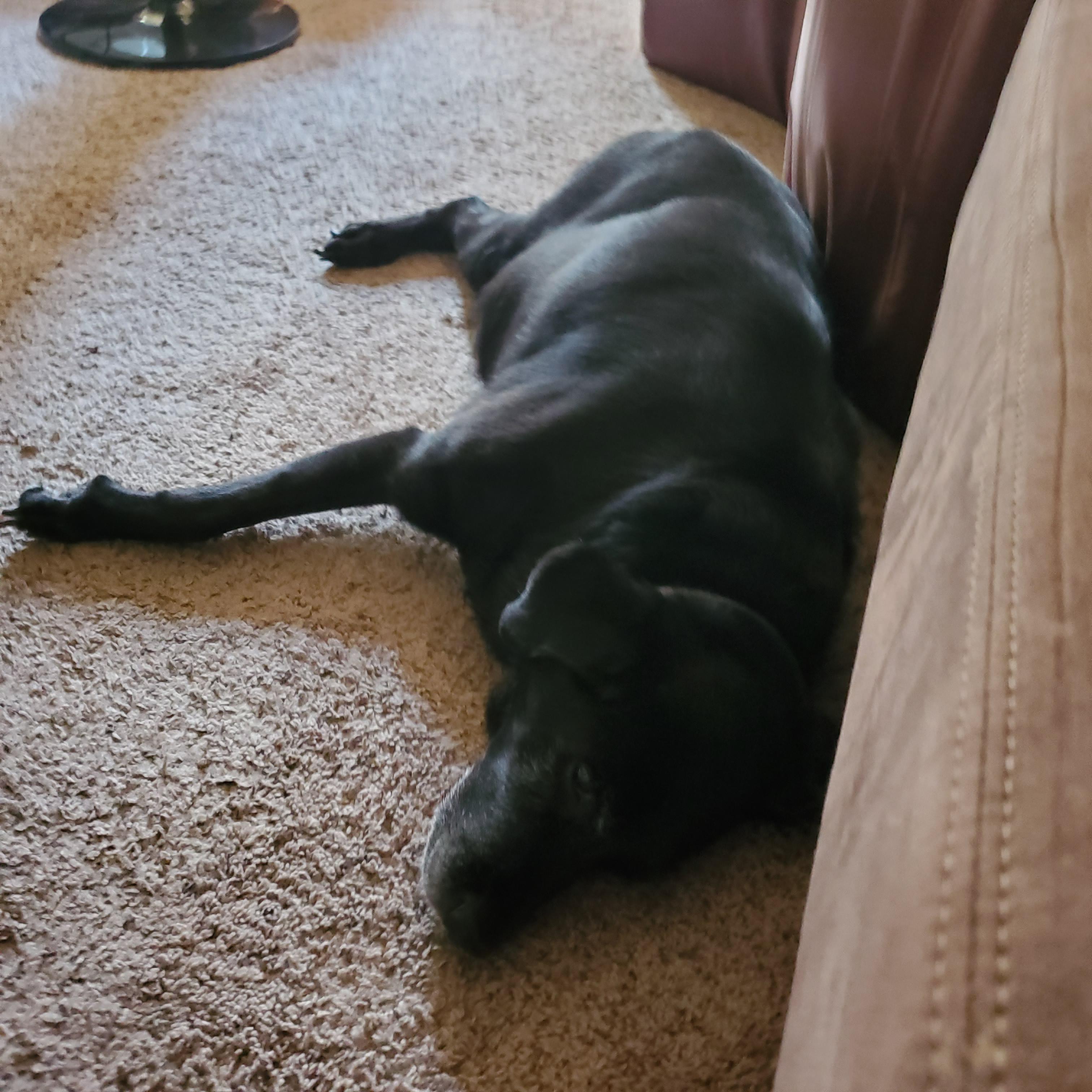 How my dog naps ver 1 | Scrolller