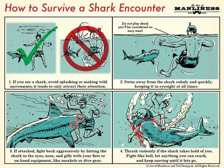 How to survive a shark encounter | Scrolller