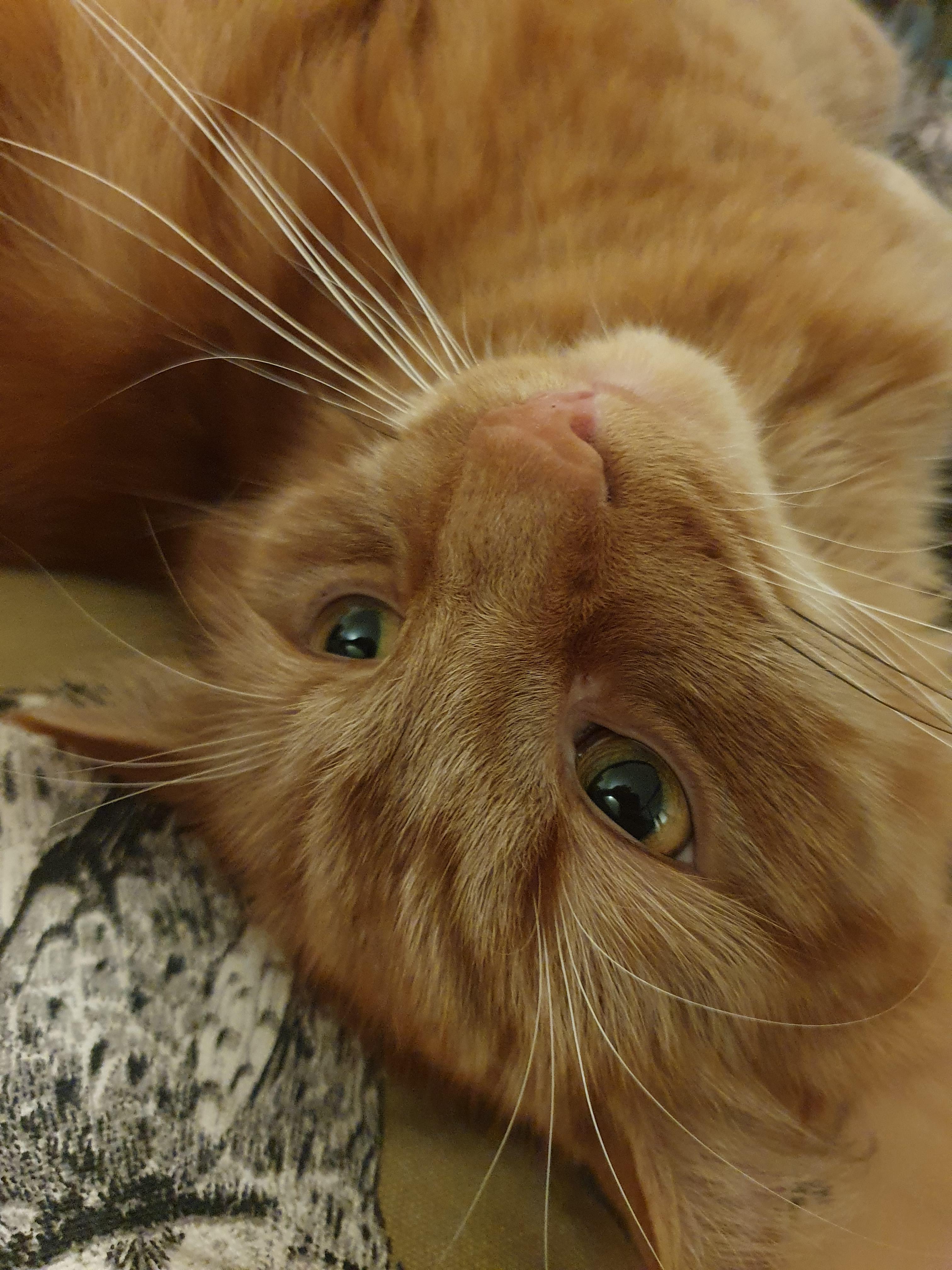 Howard Likes To Be Upside Down Scrolller howard-likes-to-be-upside-down-scrolller