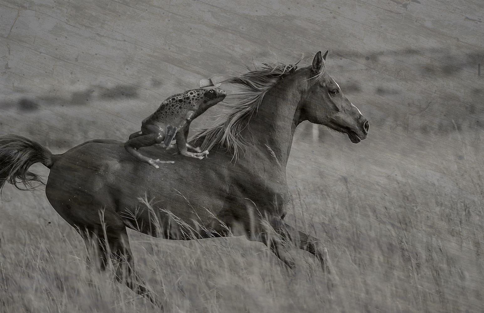 Howdy partner | Scrolller