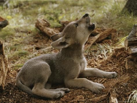 Howling Practice | Scrolller