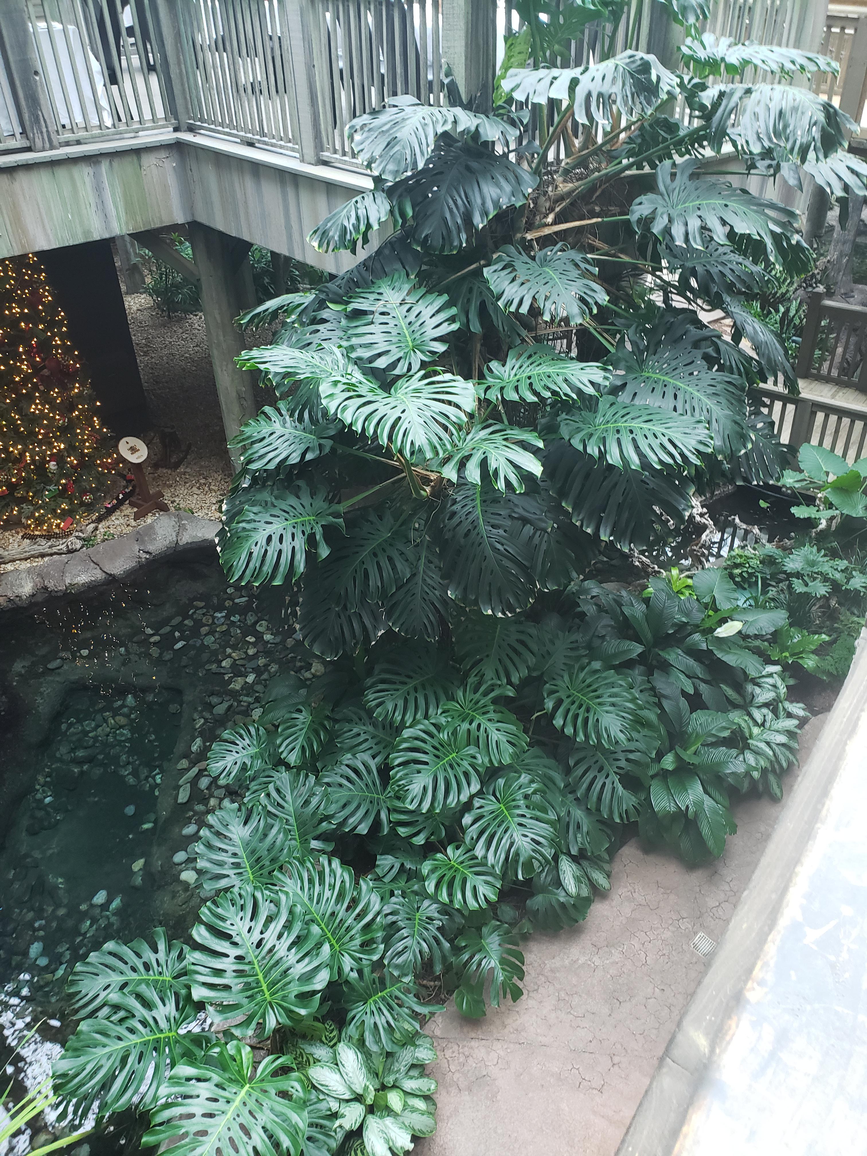 Huge Monstera @ Gaylord Palms- Orlando, Florida | Scrolller