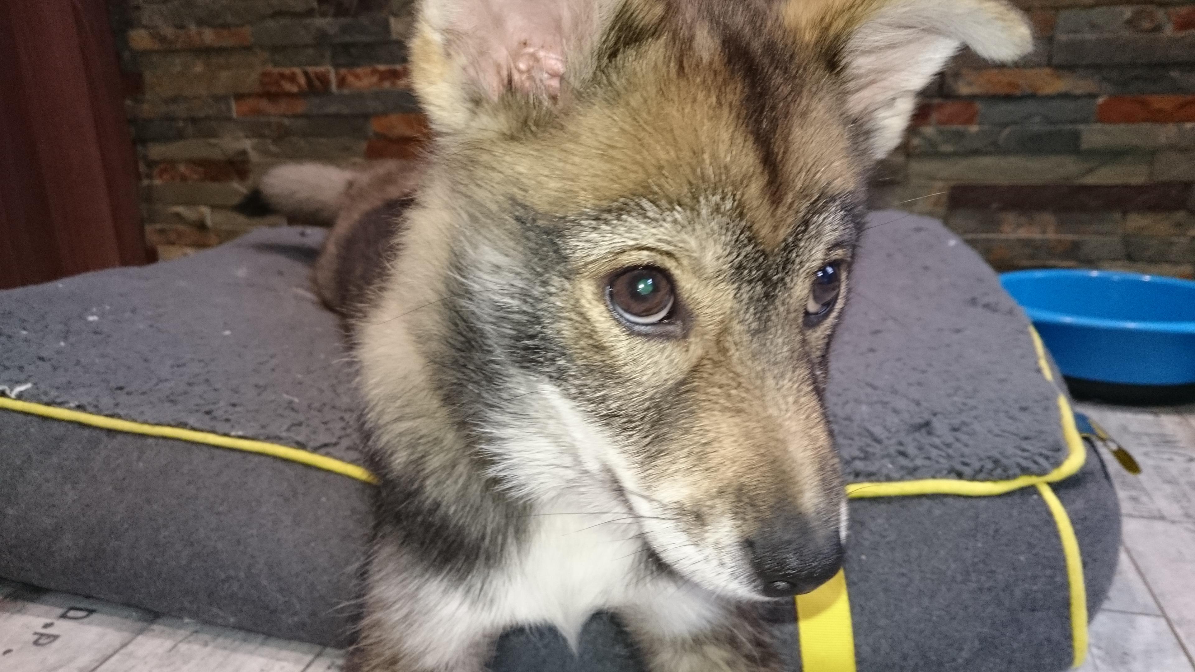 Hugo the Pomsky. | Scrolller