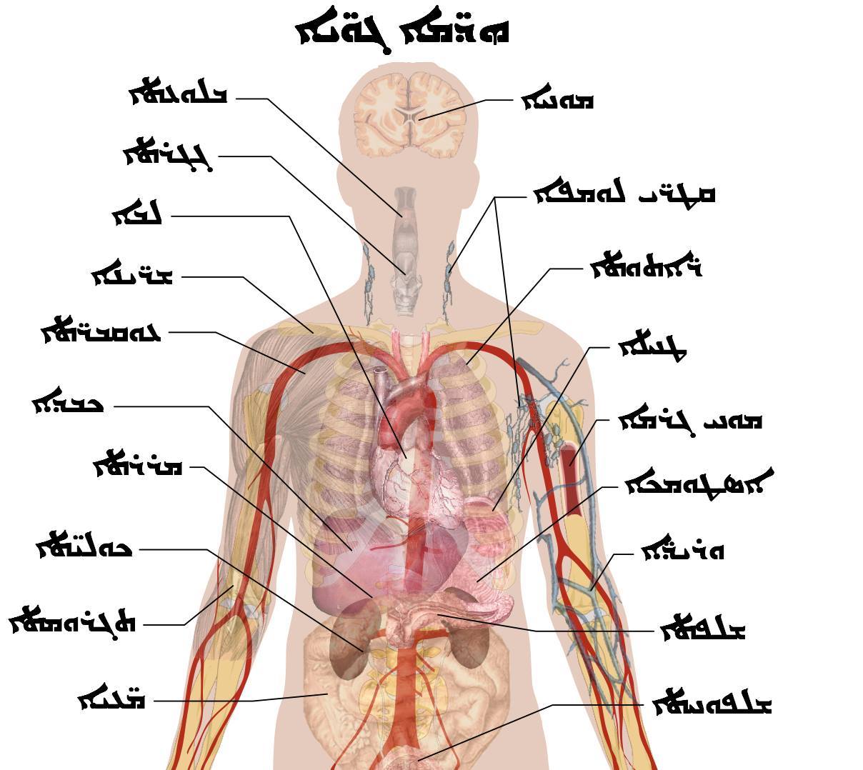 Human body anatomy in Assyrian | Scrolller
