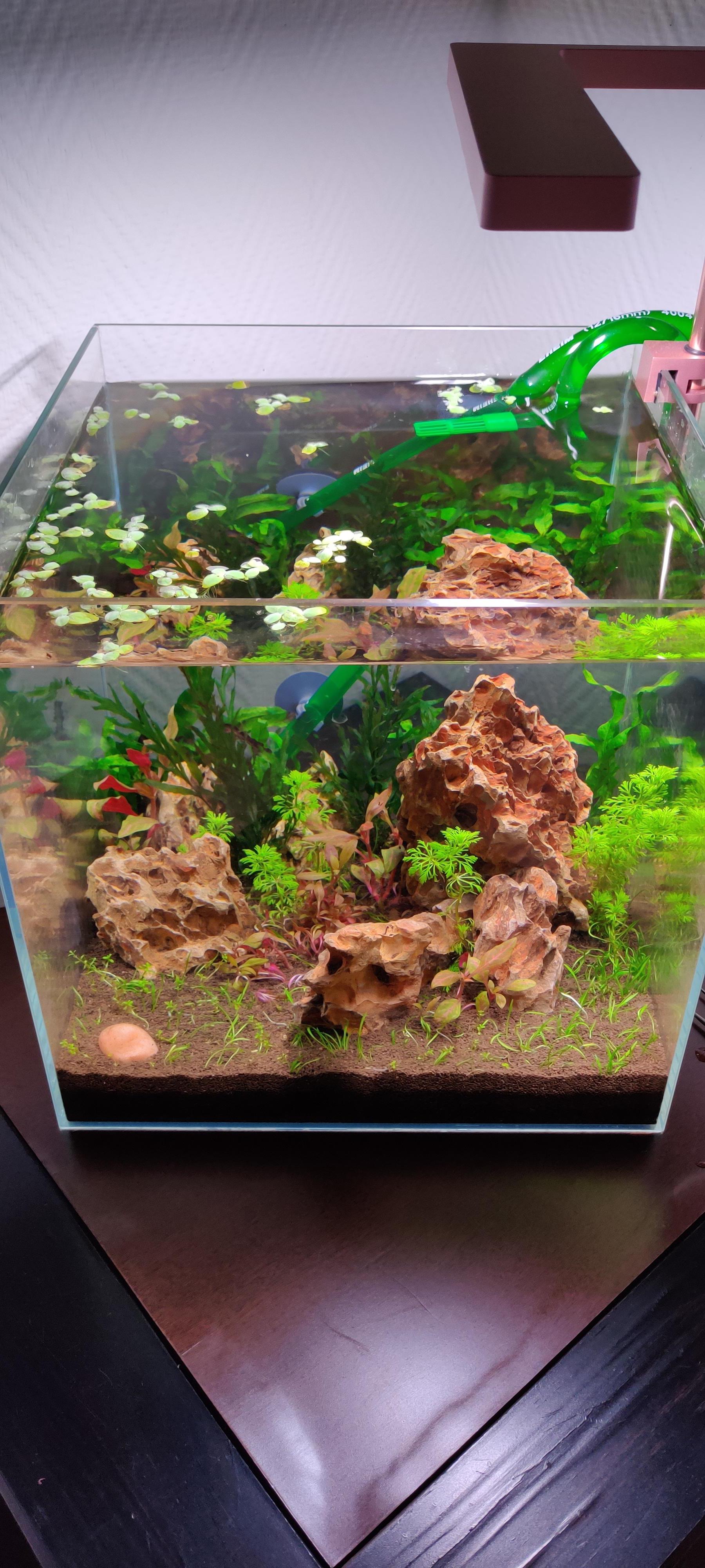 Humble beginnings - First try at a planted tank :) | Scrolller