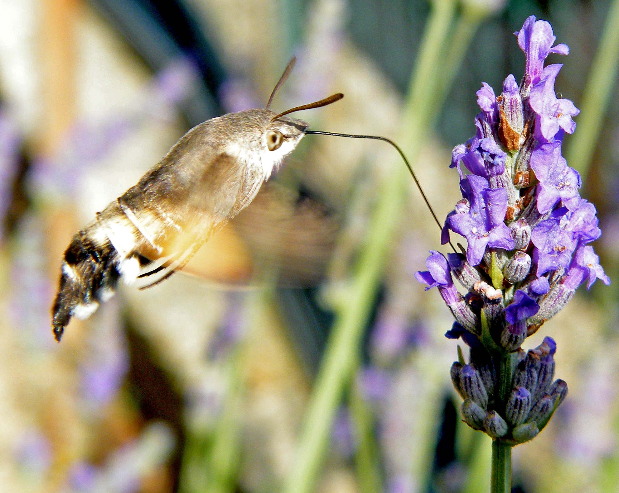 Hummingbird | Scrolller