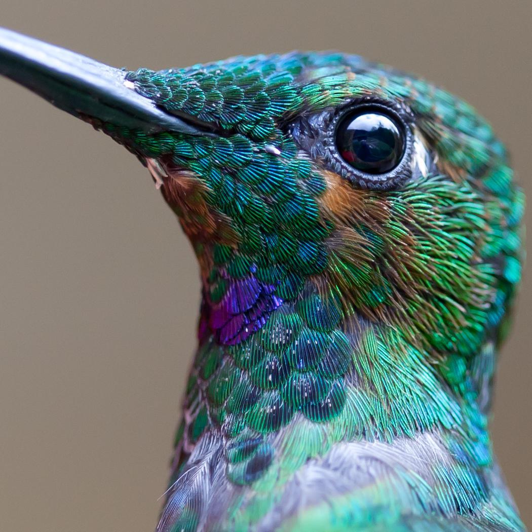 Hummingbird closeup | Scrolller