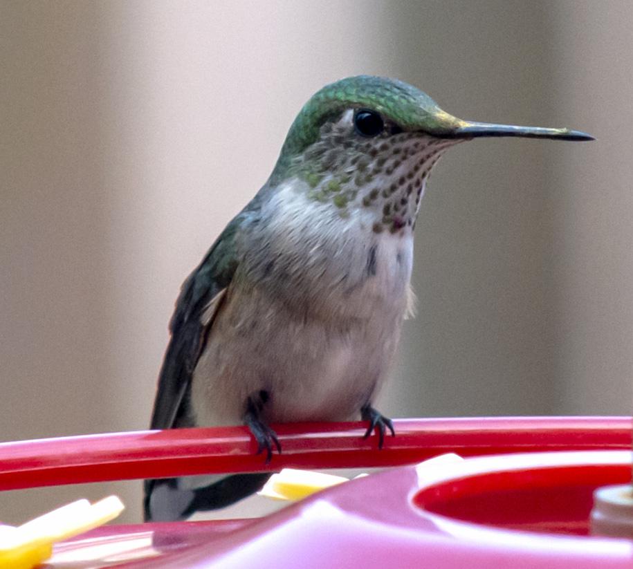 Hummingbird | Scrolller