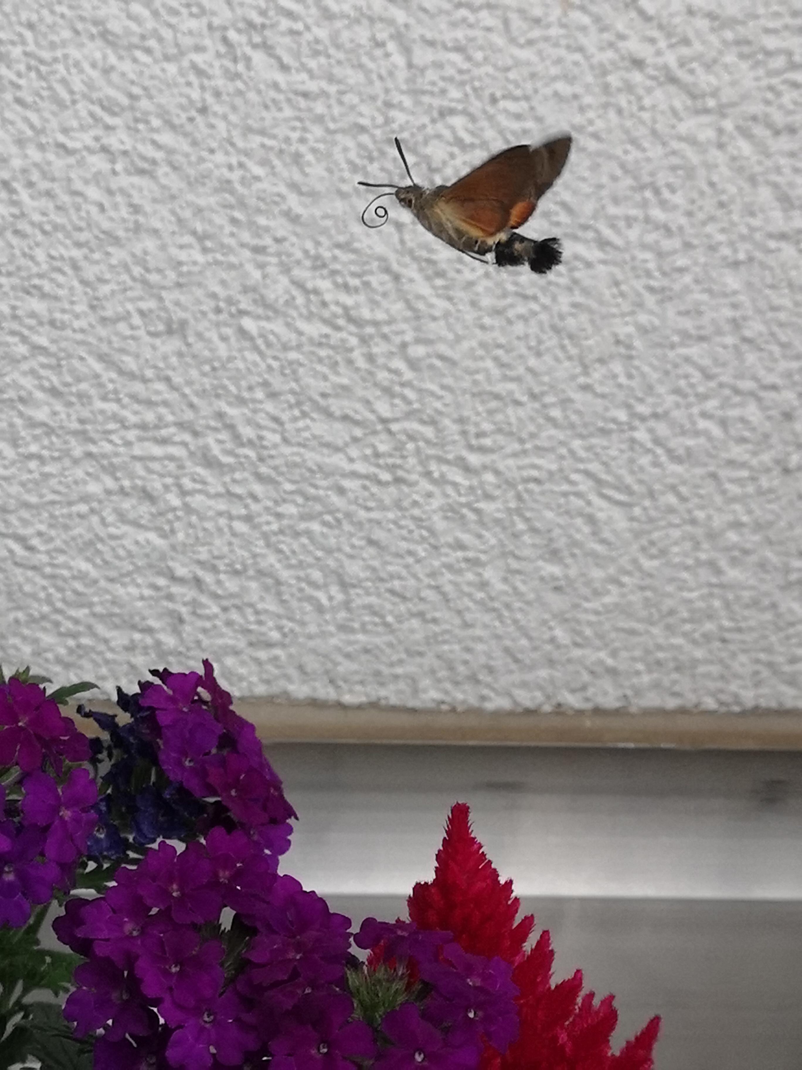 Hummingbird moth 😊 | Scrolller