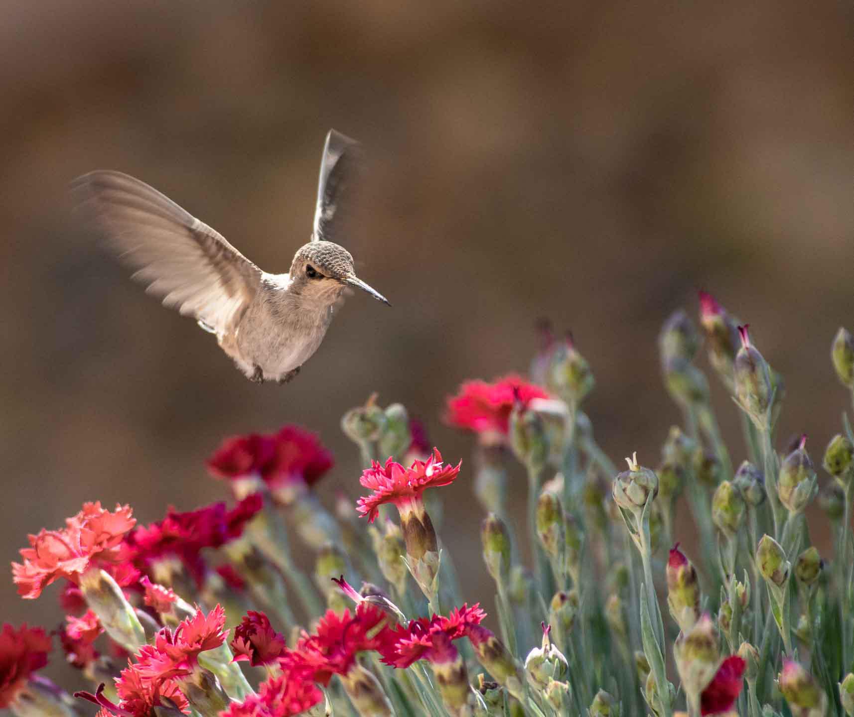 Hummingbird over some flowers | Scrolller