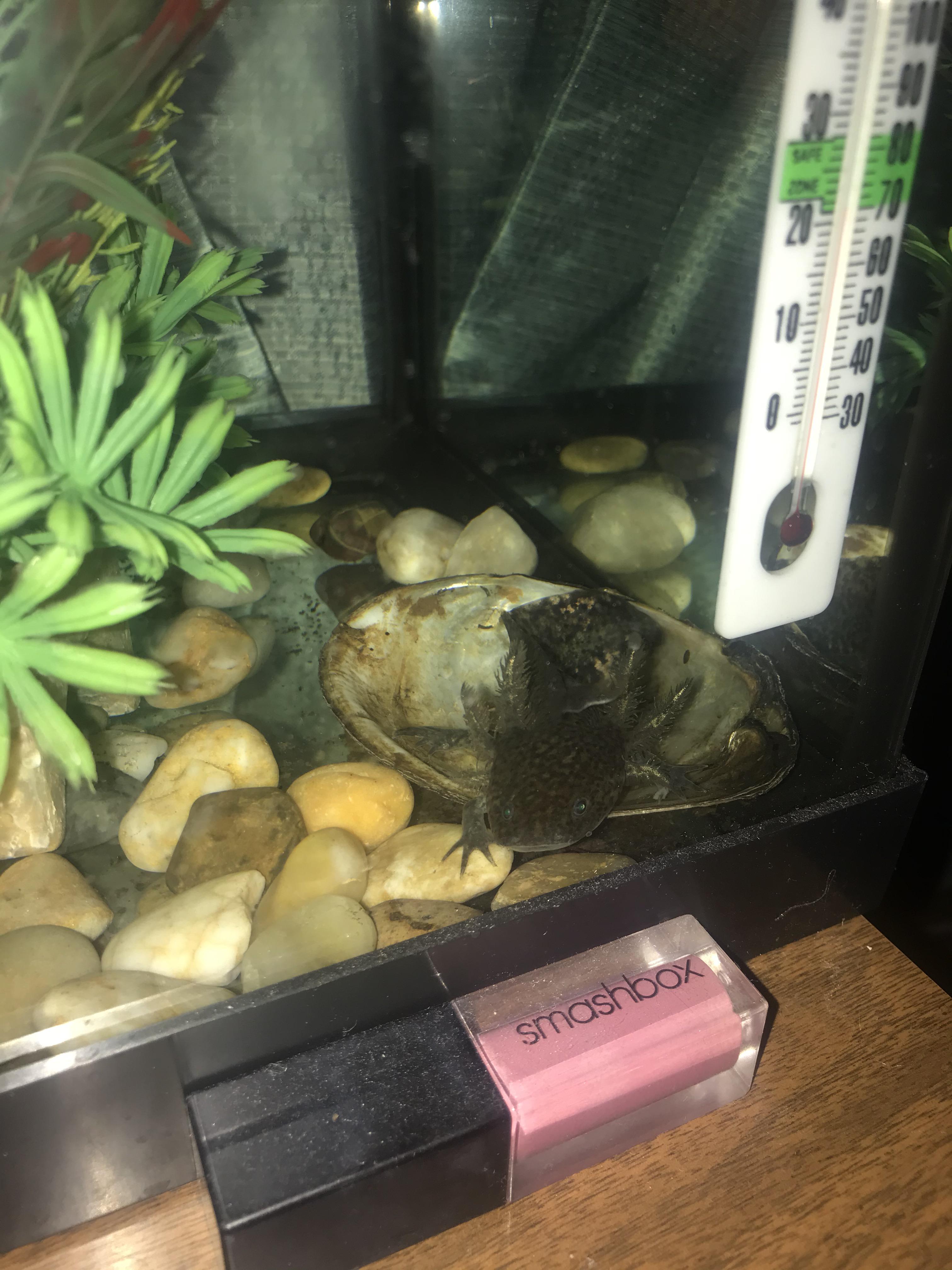 Humphrey loves sleeping in her shell 😍 | Scrolller