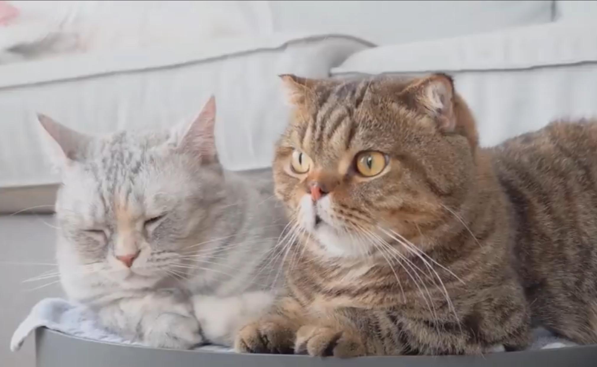 Hungry boi LuLu and Queen TT | Scrolller