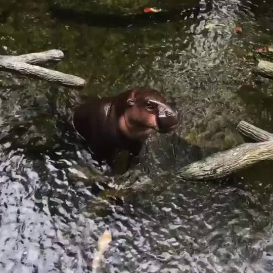 Hungry hungry hippo | Scrolller