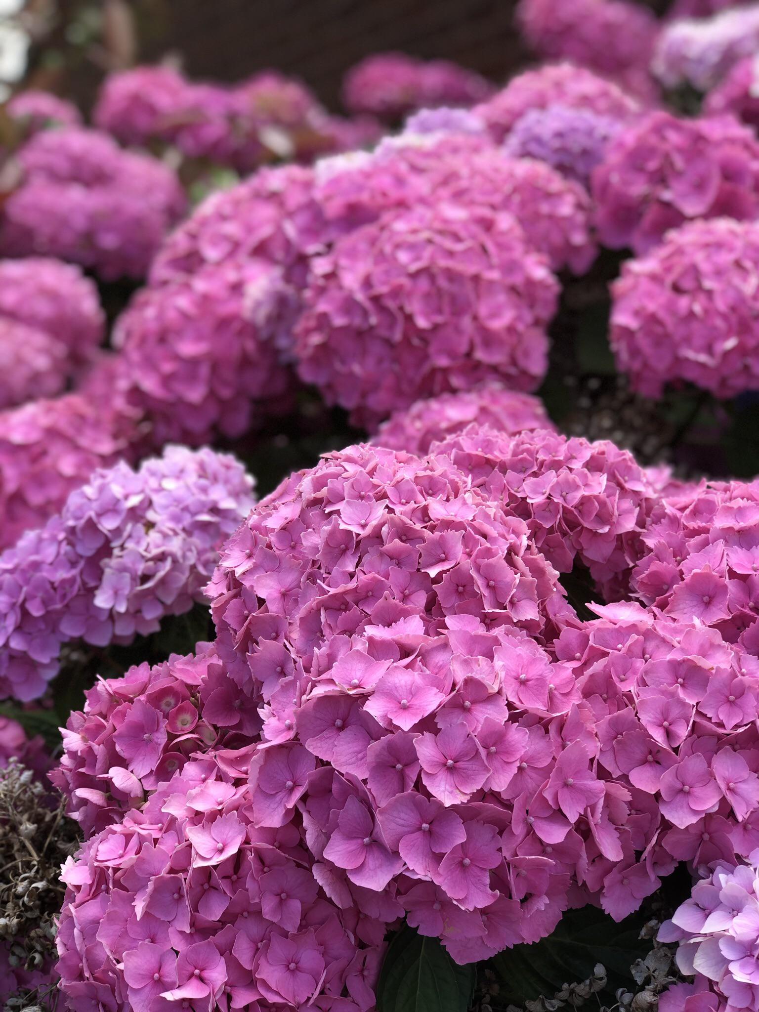 hydrangea. | Scrolller