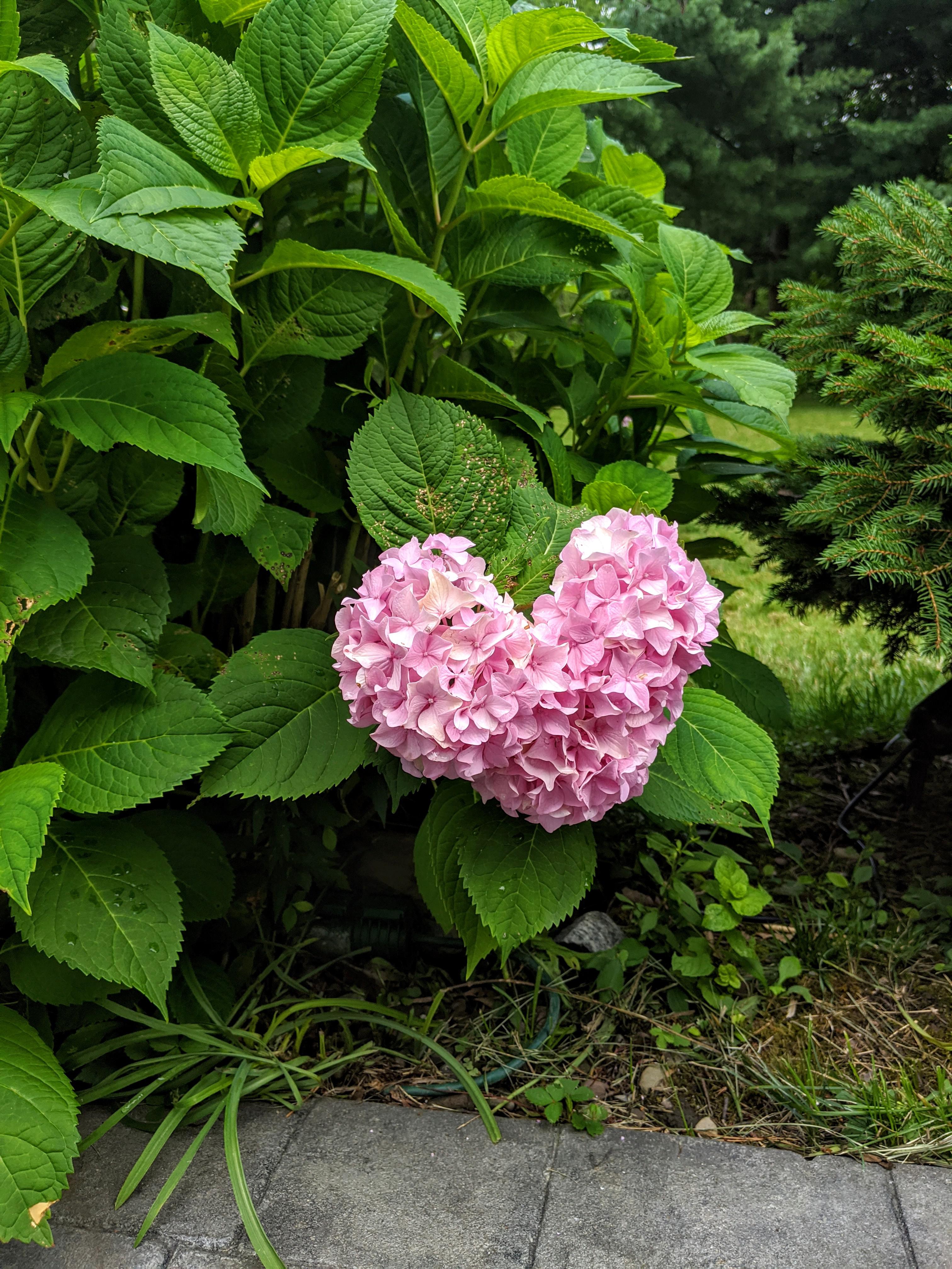 Hydrangea Heart | Scrolller