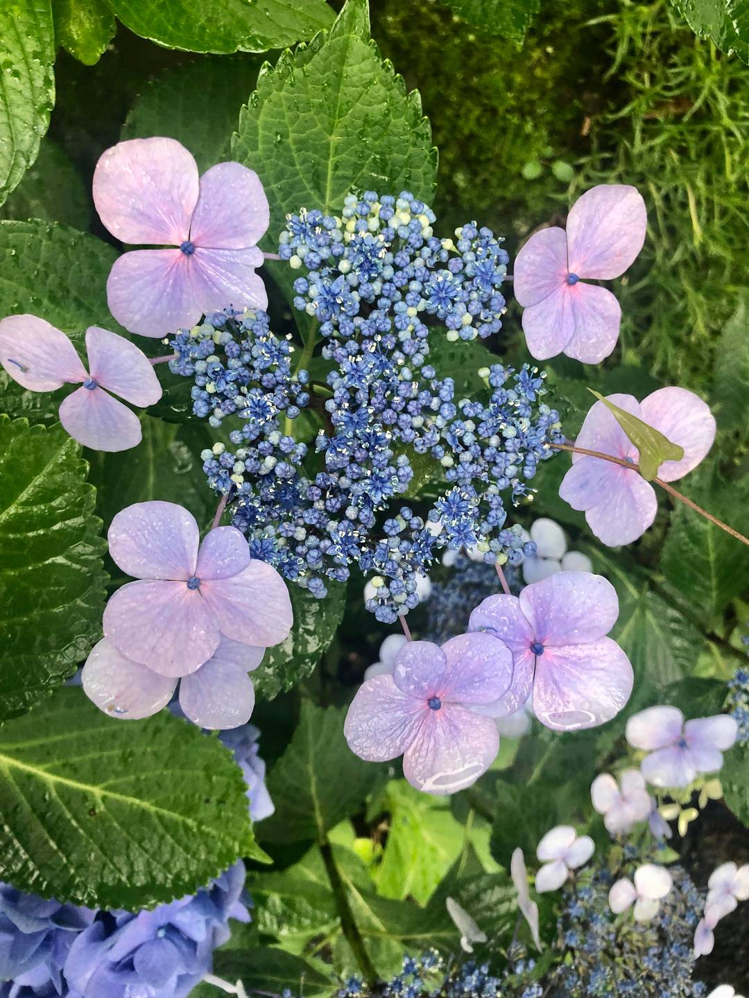 Hydrangea in the rain. Hakone, Japan | Scrolller