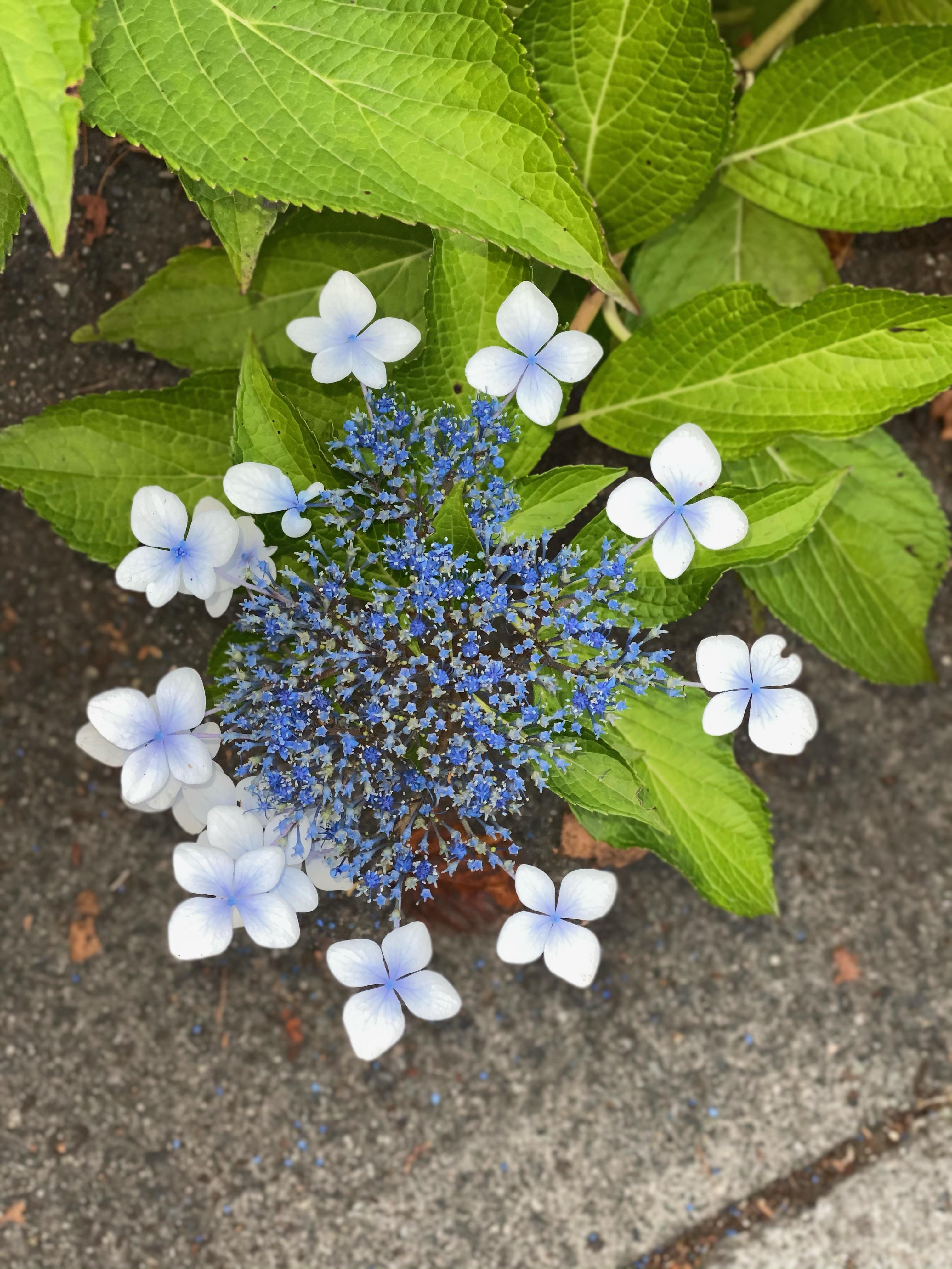 Hydrangeas blooming | Scrolller
