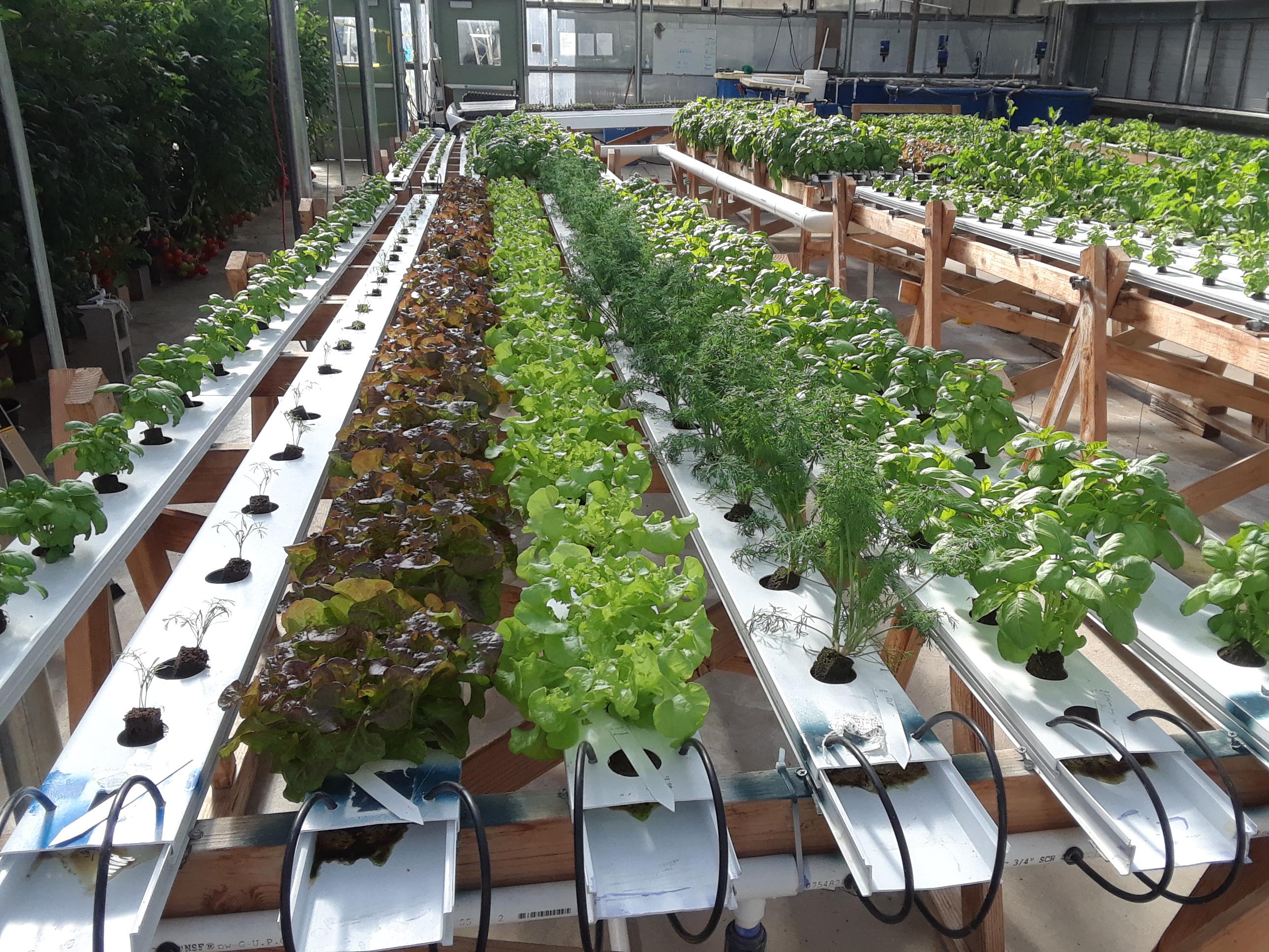 Hydroponic nutrient film technique, run a little bit of water down a channel and you get killer ...