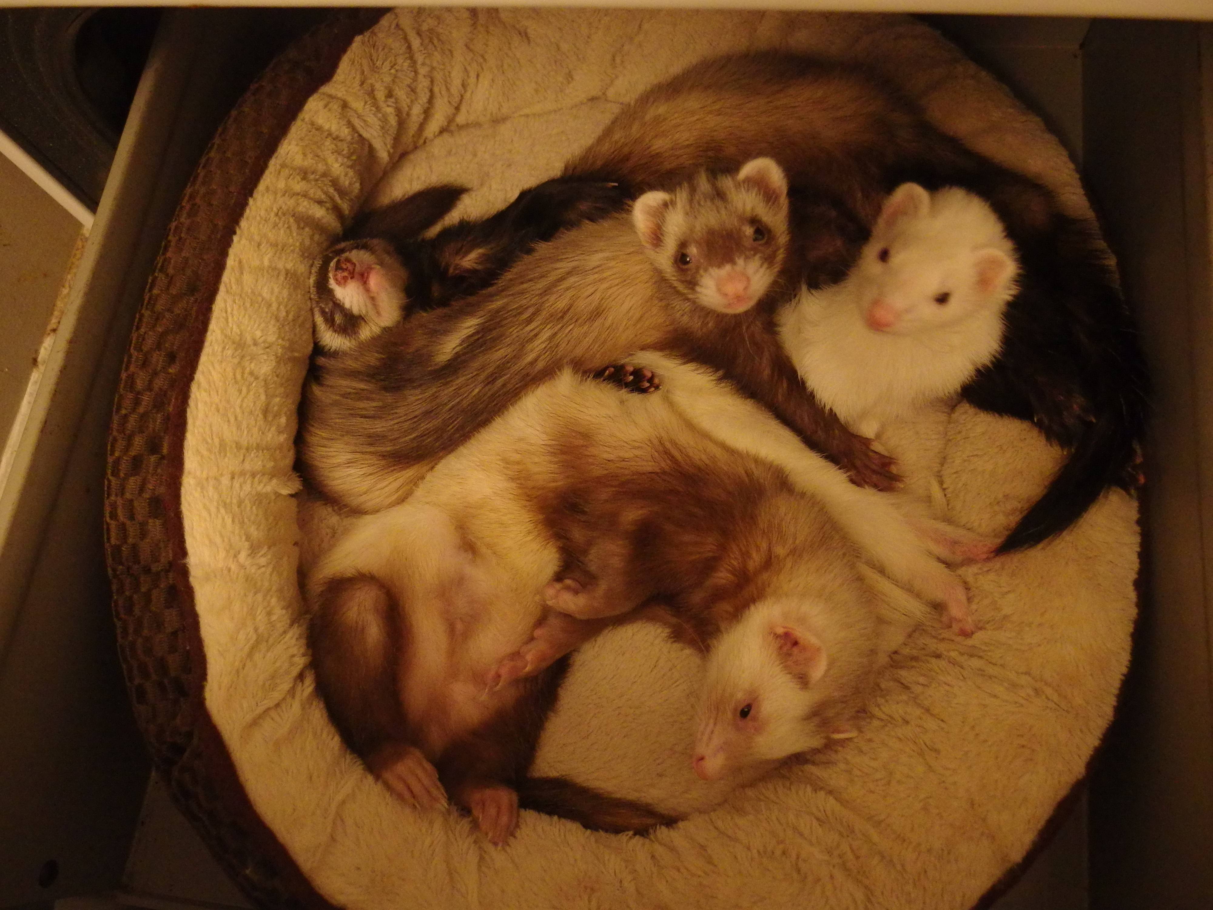 I accidentally interrupted a business meeting :) | Scrolller