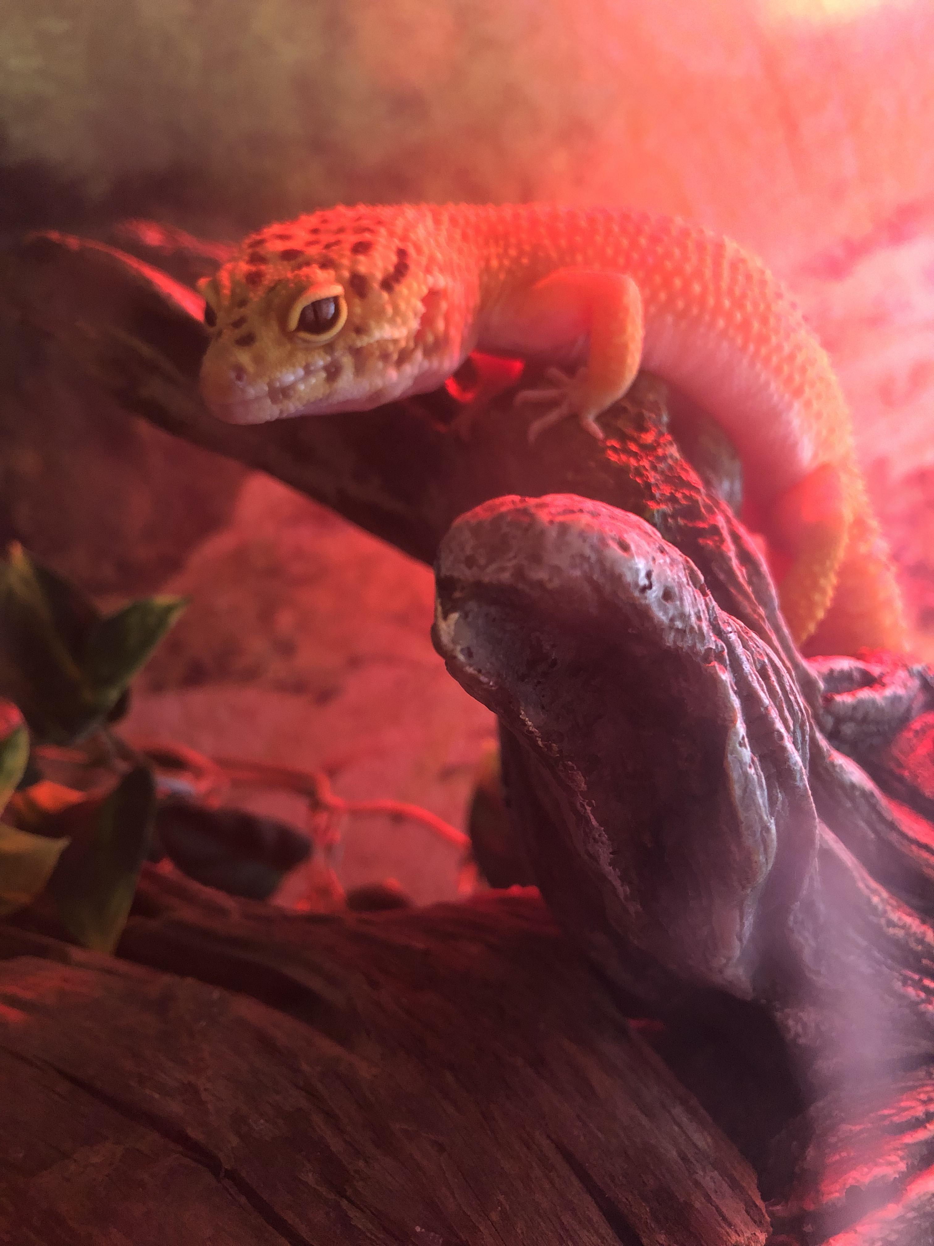 I am a geck and smol as heck | Scrolller