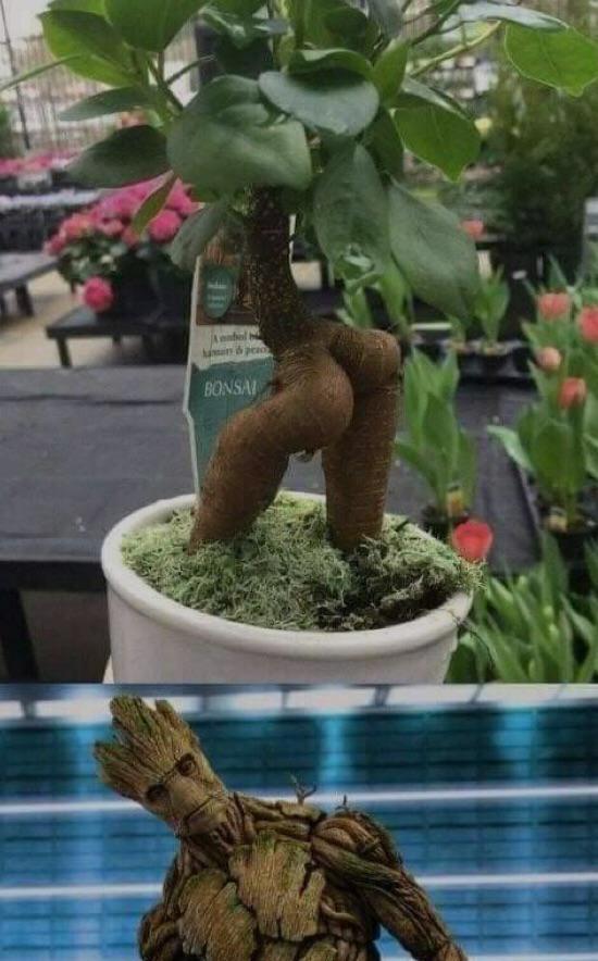 I am groot, I am groot, I am groot | Scrolller