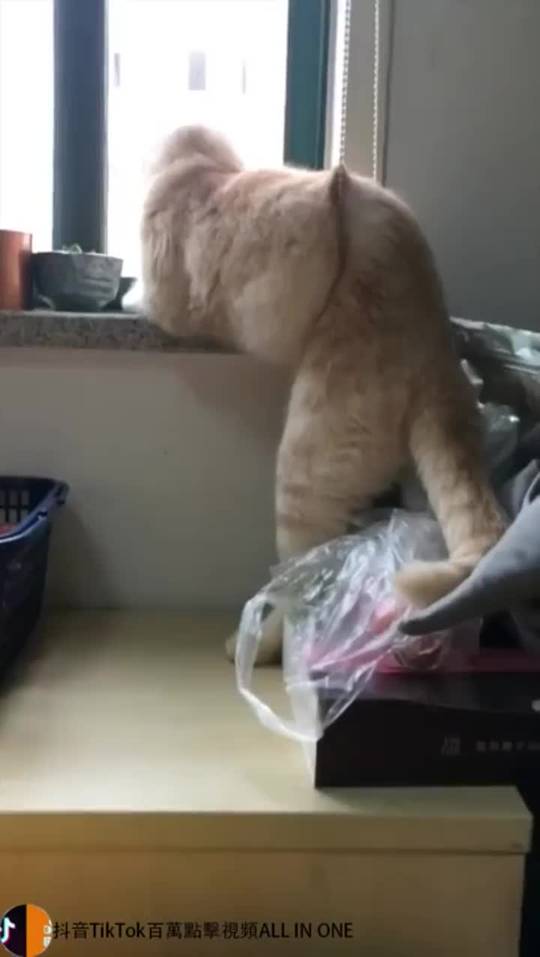 ...I am not a smart cat | Scrolller