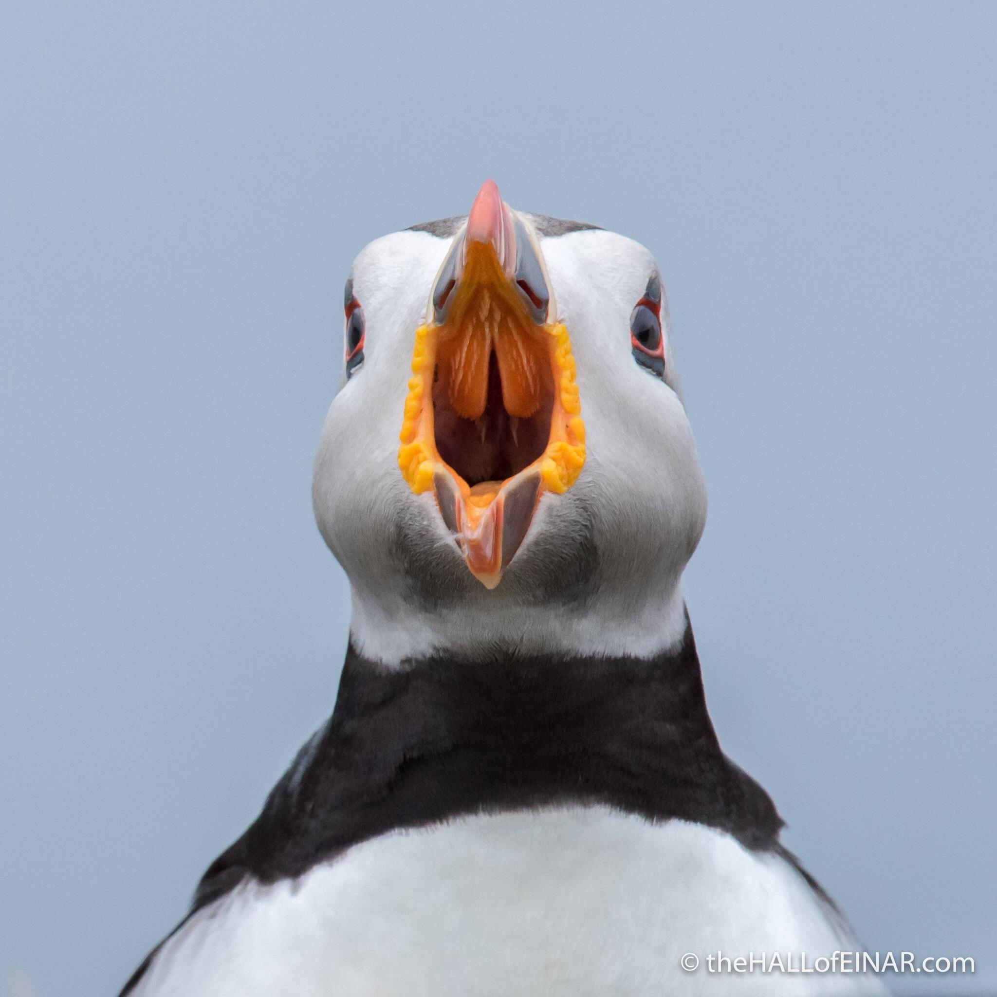 “I am Puffin. Hear me roar!” | Scrolller