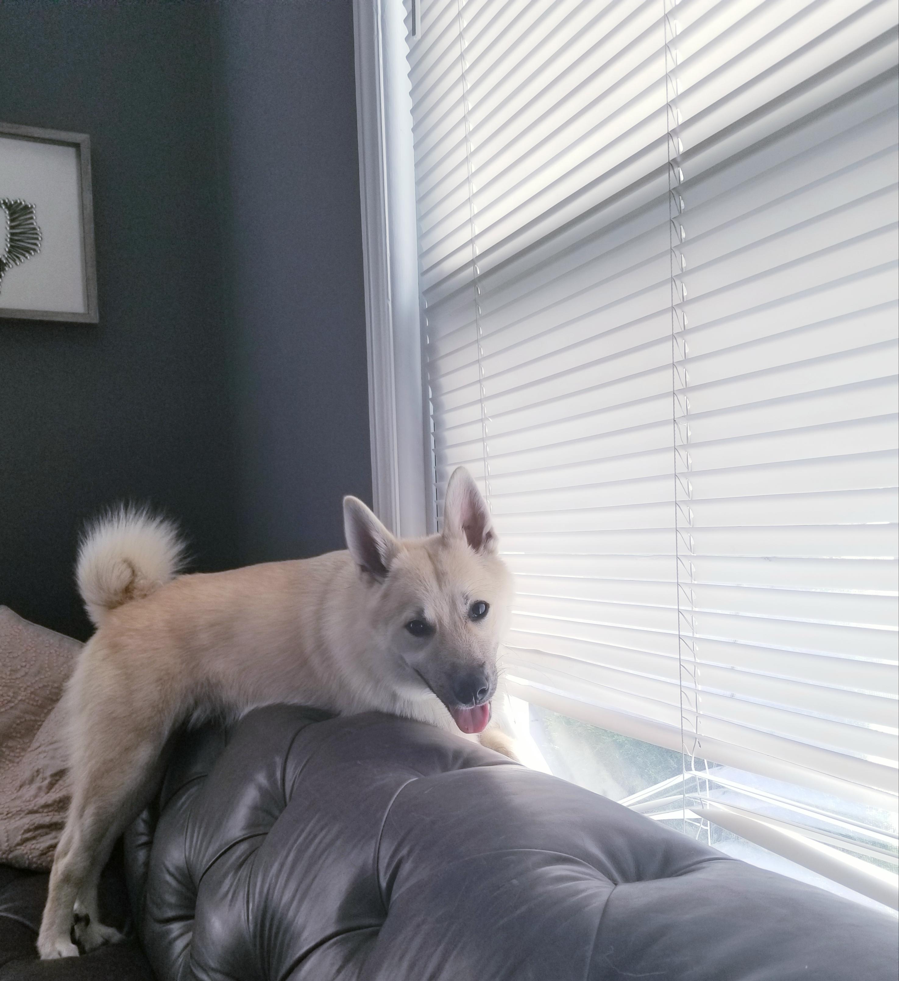 I breaks the blinds now, ok? | Scrolller