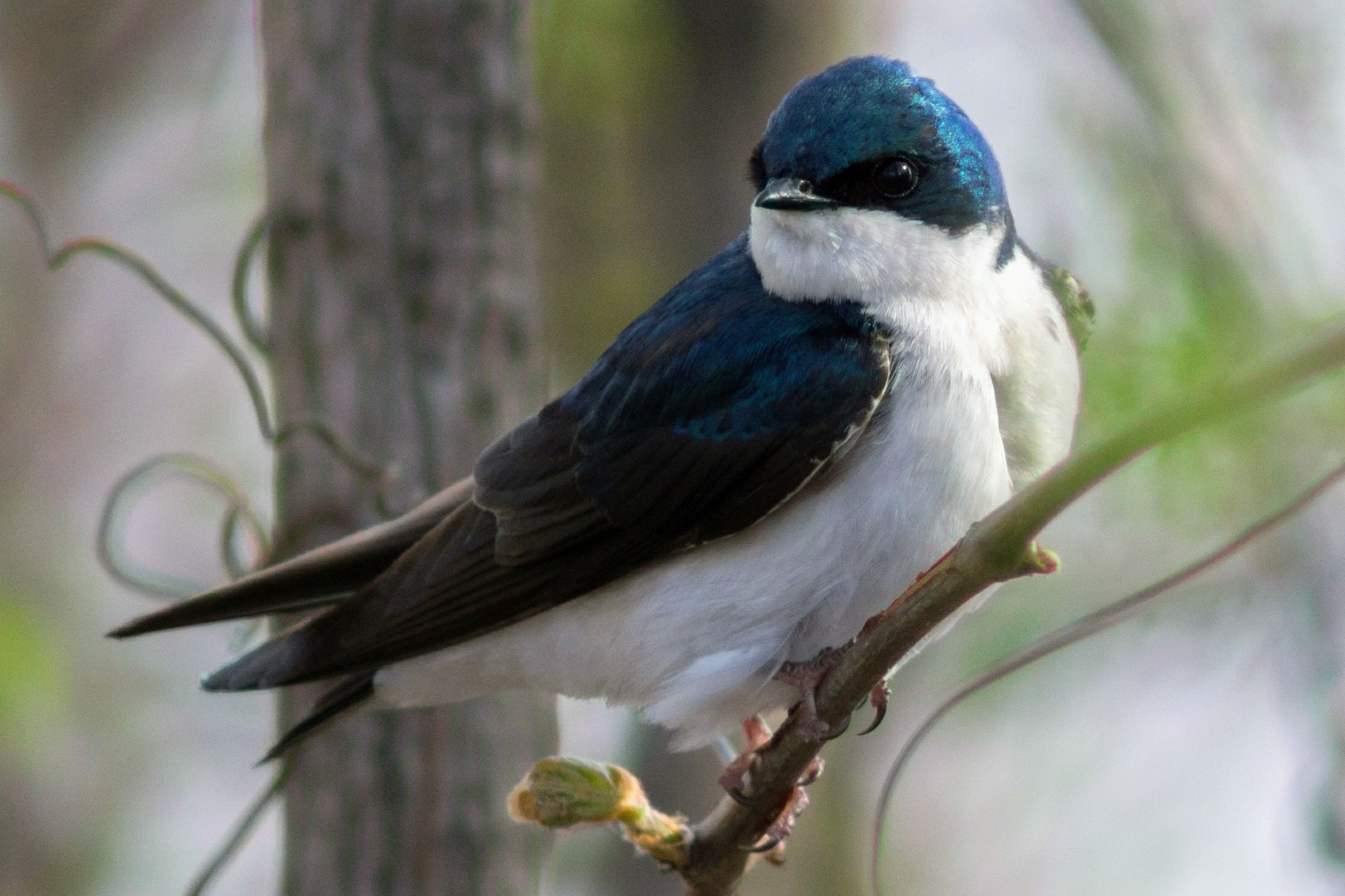 I cannot get over how handsome tree swallows are | Scrolller