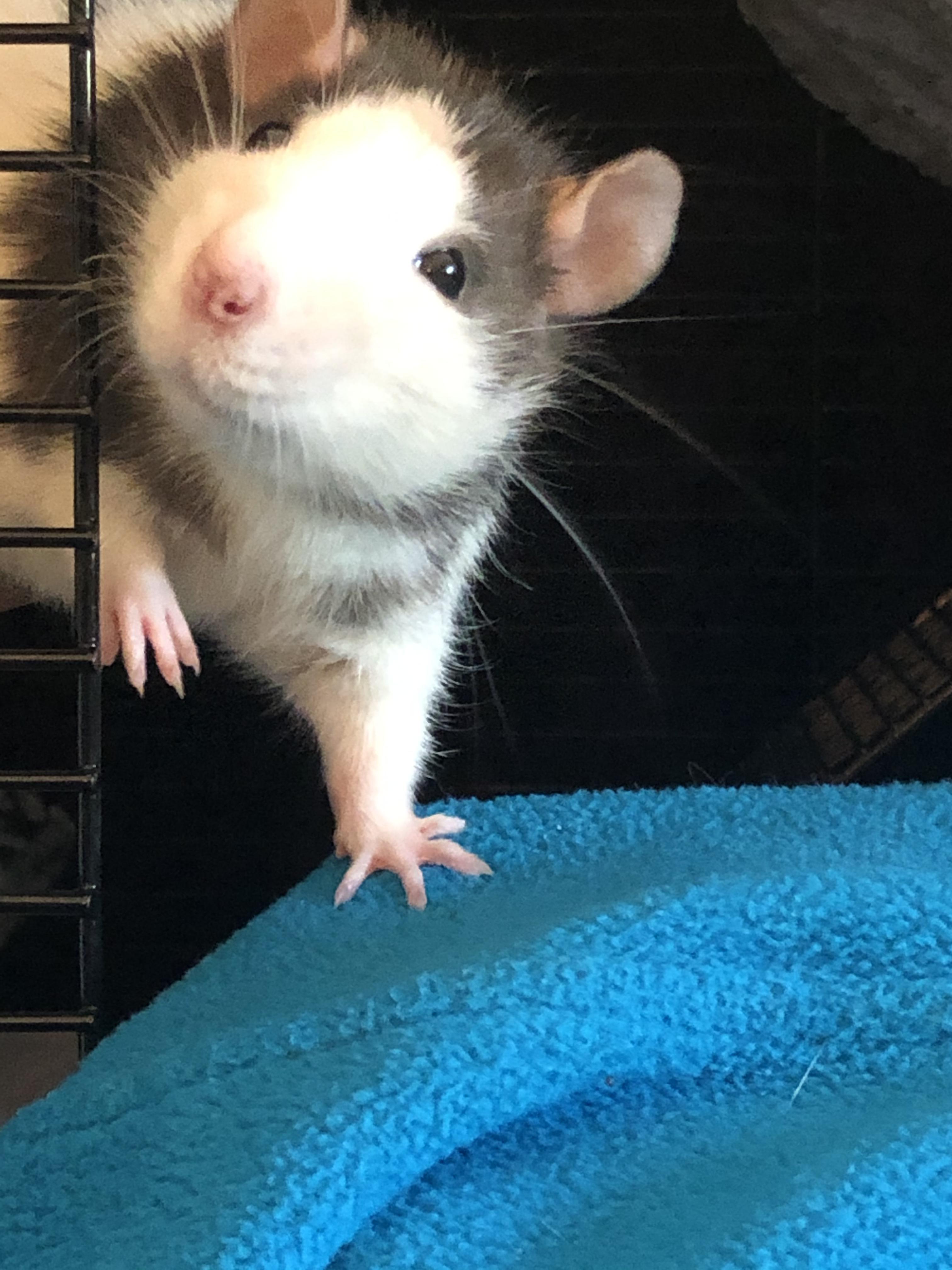 I caught a Dibbles smiling | Scrolller