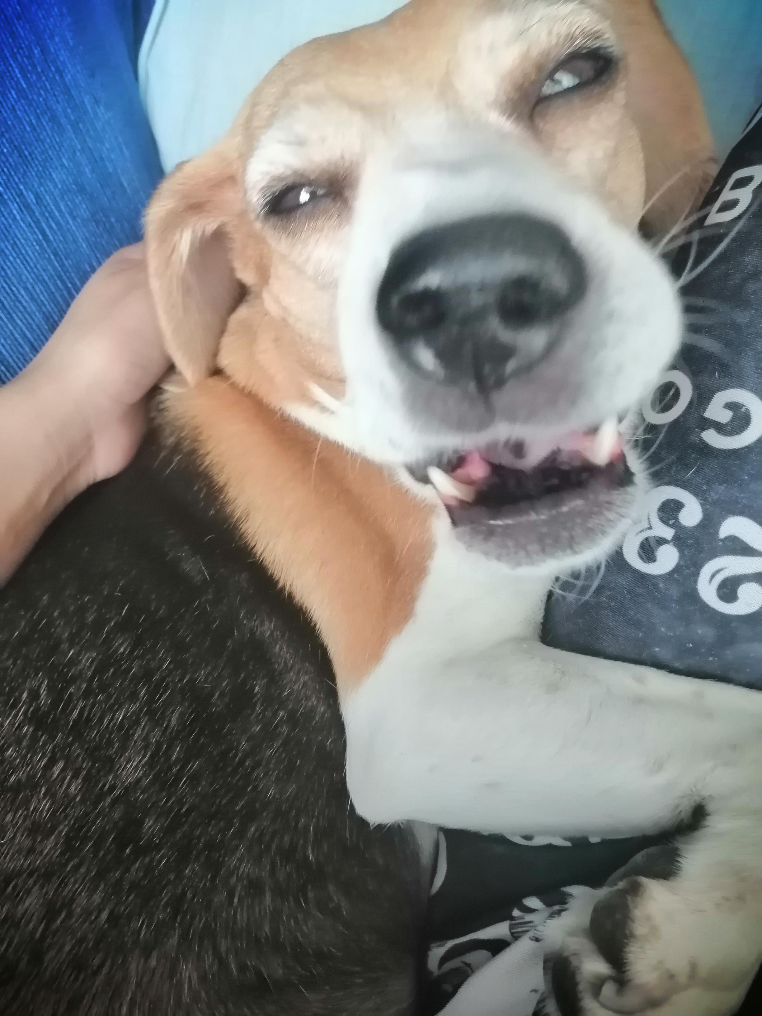 I caught her mid yawn | Scrolller