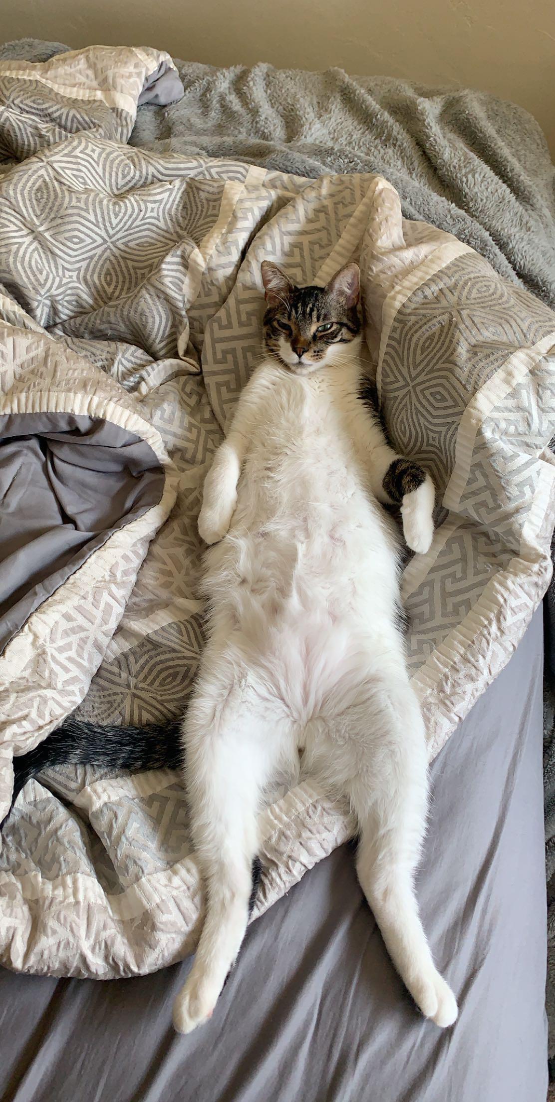 I caught my chonk sleeping in bed like this. Yes he’s on a diet, and no he’s not happy about it ...