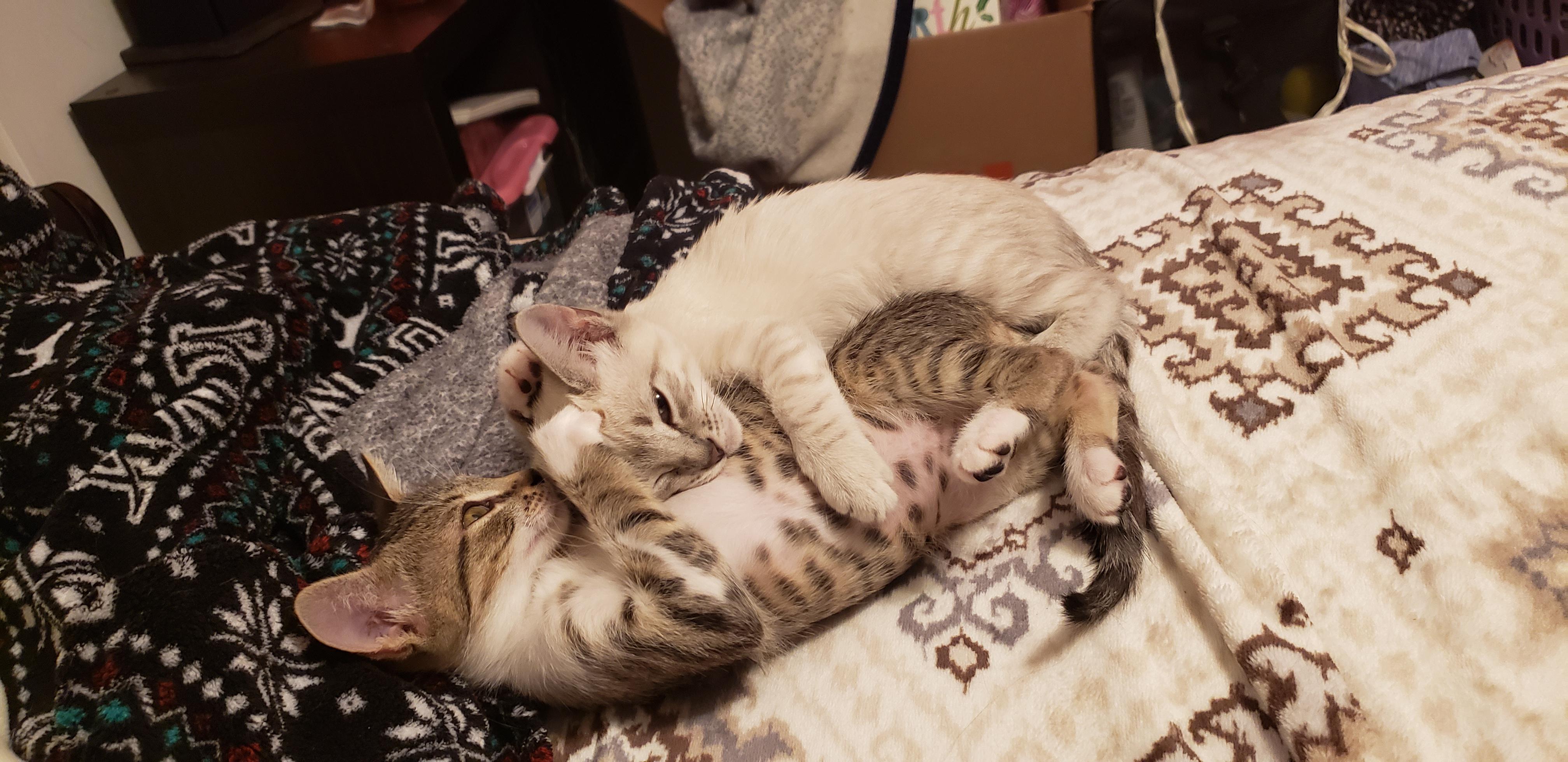 I caught them hugging 🥰 | Scrolller