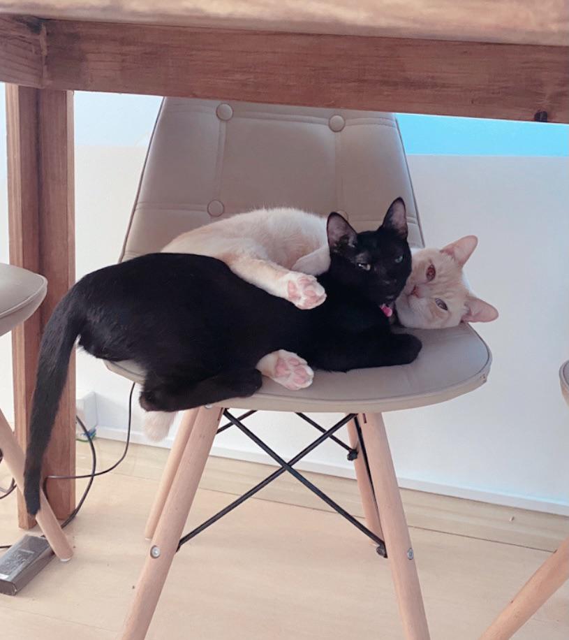 Id Die For This Under The Table Sister Cuddling ️ Scrolller